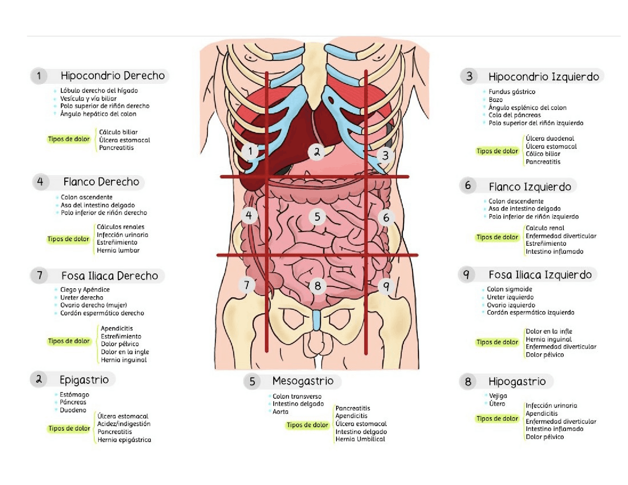 Cuadrantes abdominales | Apuntes de Anatomía | Docsity
