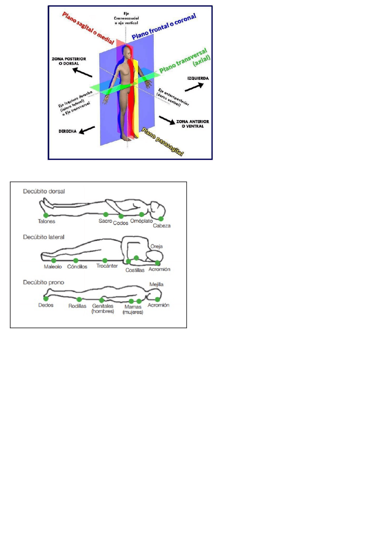 Anatomia Posiciones Anatomicas Diapositivas De Anatomía Docsity
