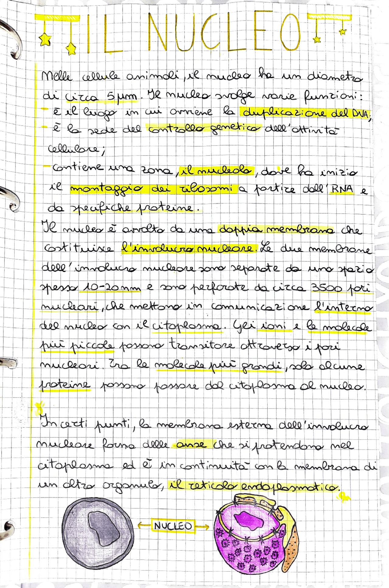 Il nucleo della cellula | Appunti di Biologia | Docsity