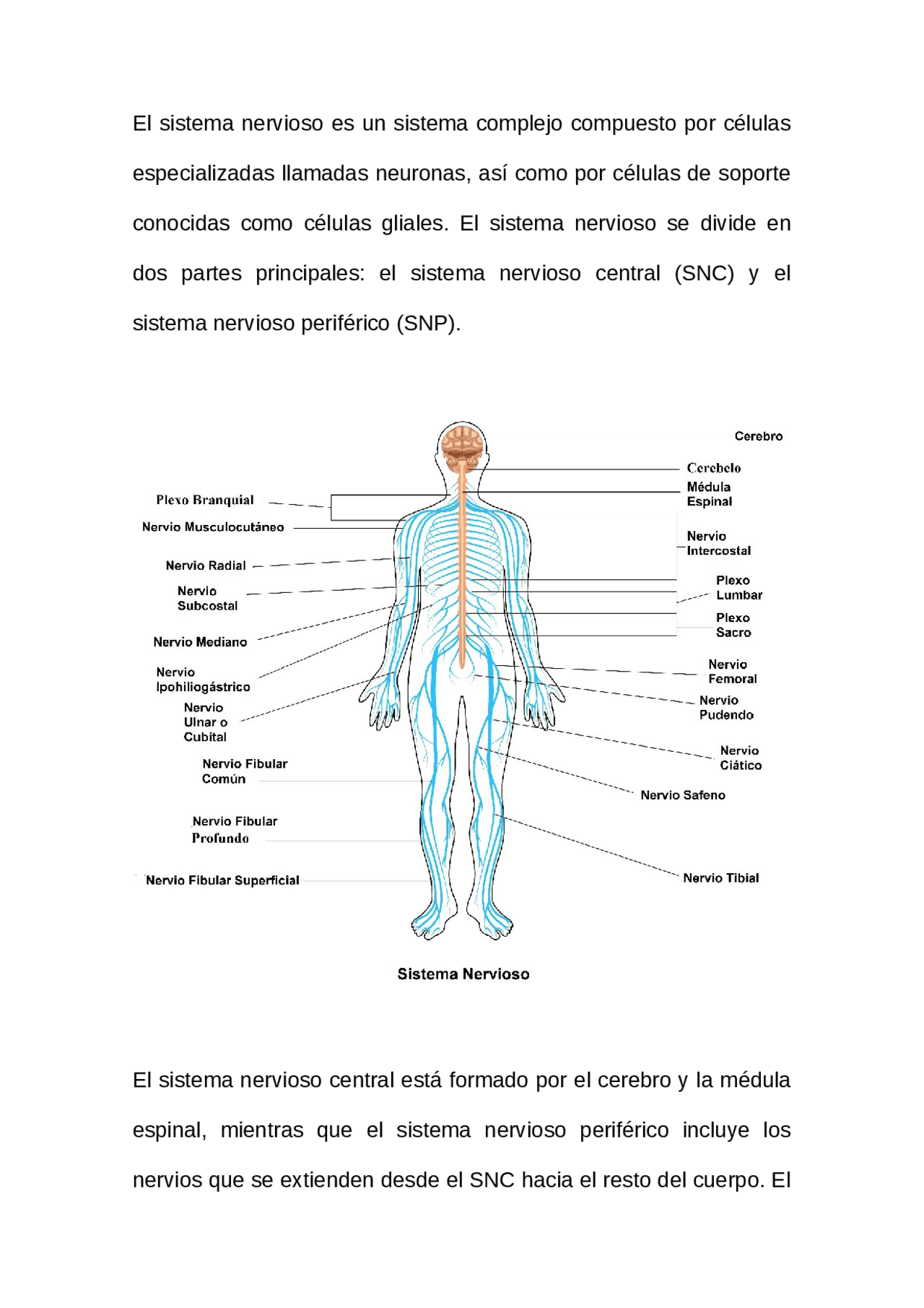 Sistemas Del Cuerpo Parte 3 Resúmenes De Anatomía Aplicada Docsity