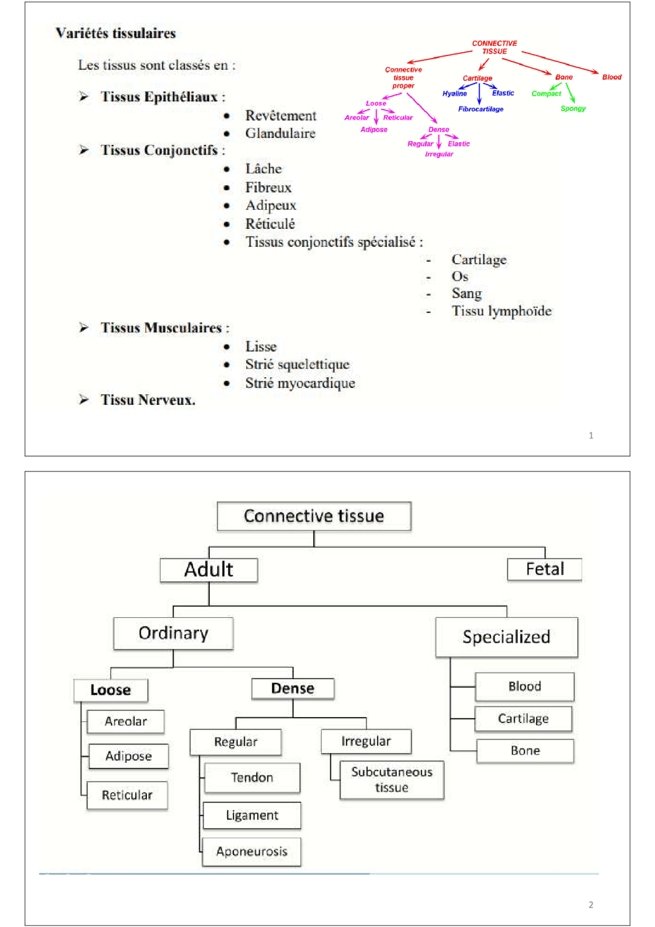 The components of blood | Cheat Sheet Animal Biology | Docsity