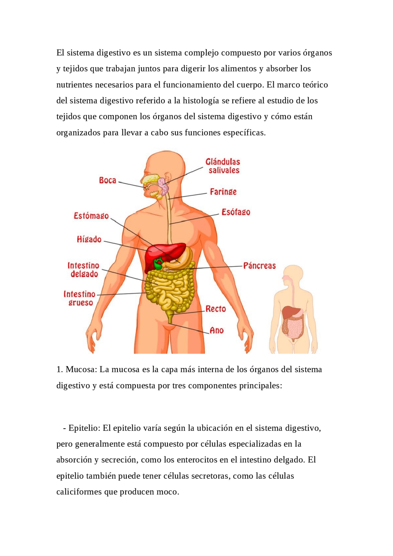 Sistemas Del Cuerpo Parte 2 Resúmenes De Anatomía Aplicada Docsity