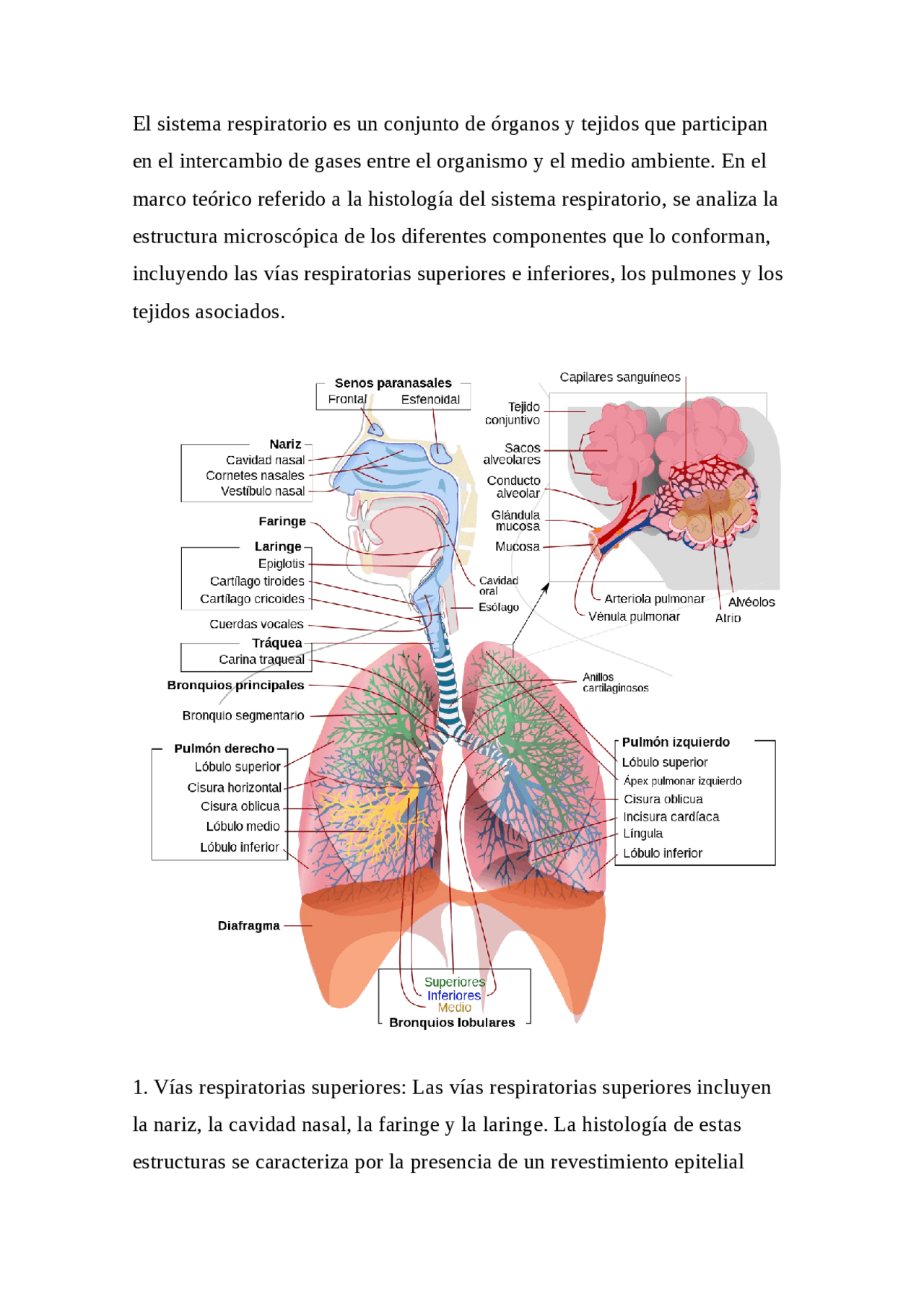Sistemas Del Cuerpo Parte 5 Resúmenes De Anatomía Aplicada Docsity