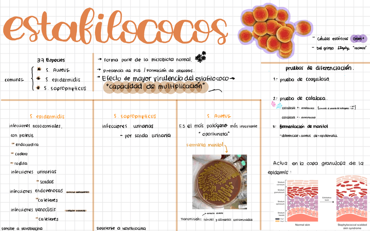 Estafilococos, generalidades con imágenes y claves de estudio | Apuntes ...