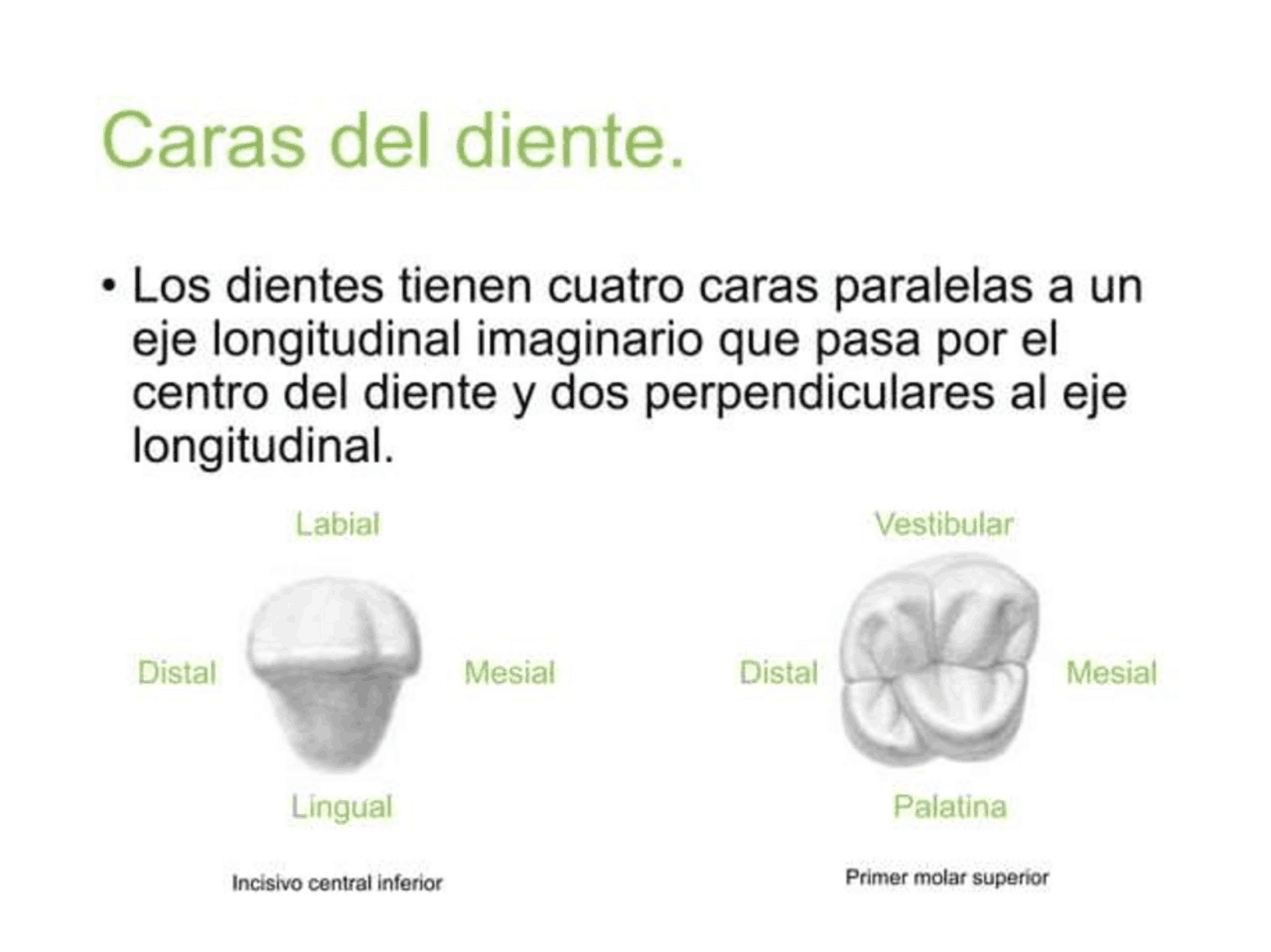 Axiales anatomia dentale, partes anatomicas de los dientes cuspides ...