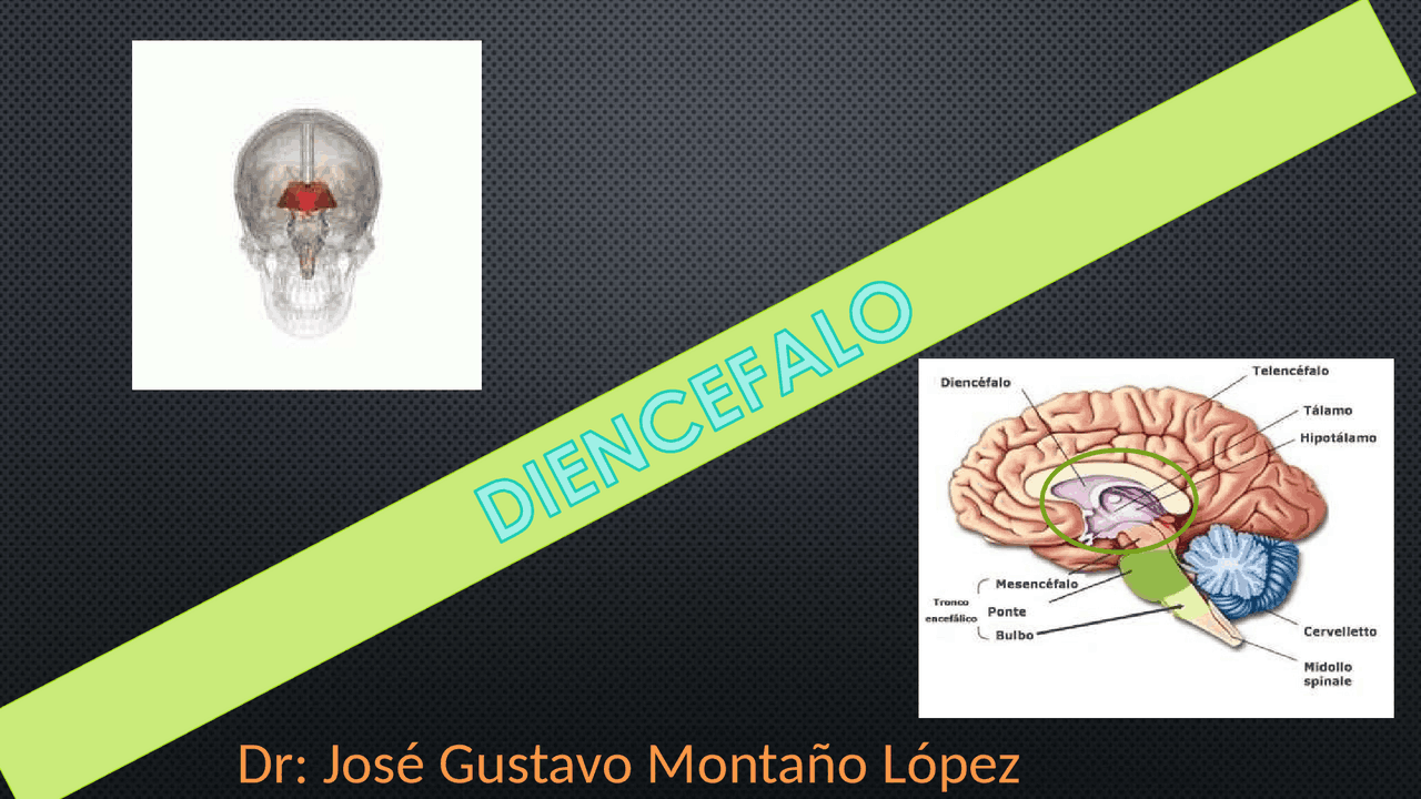 Diencefalo resumen del libro de neuroanatomia de oscar gonzales ...