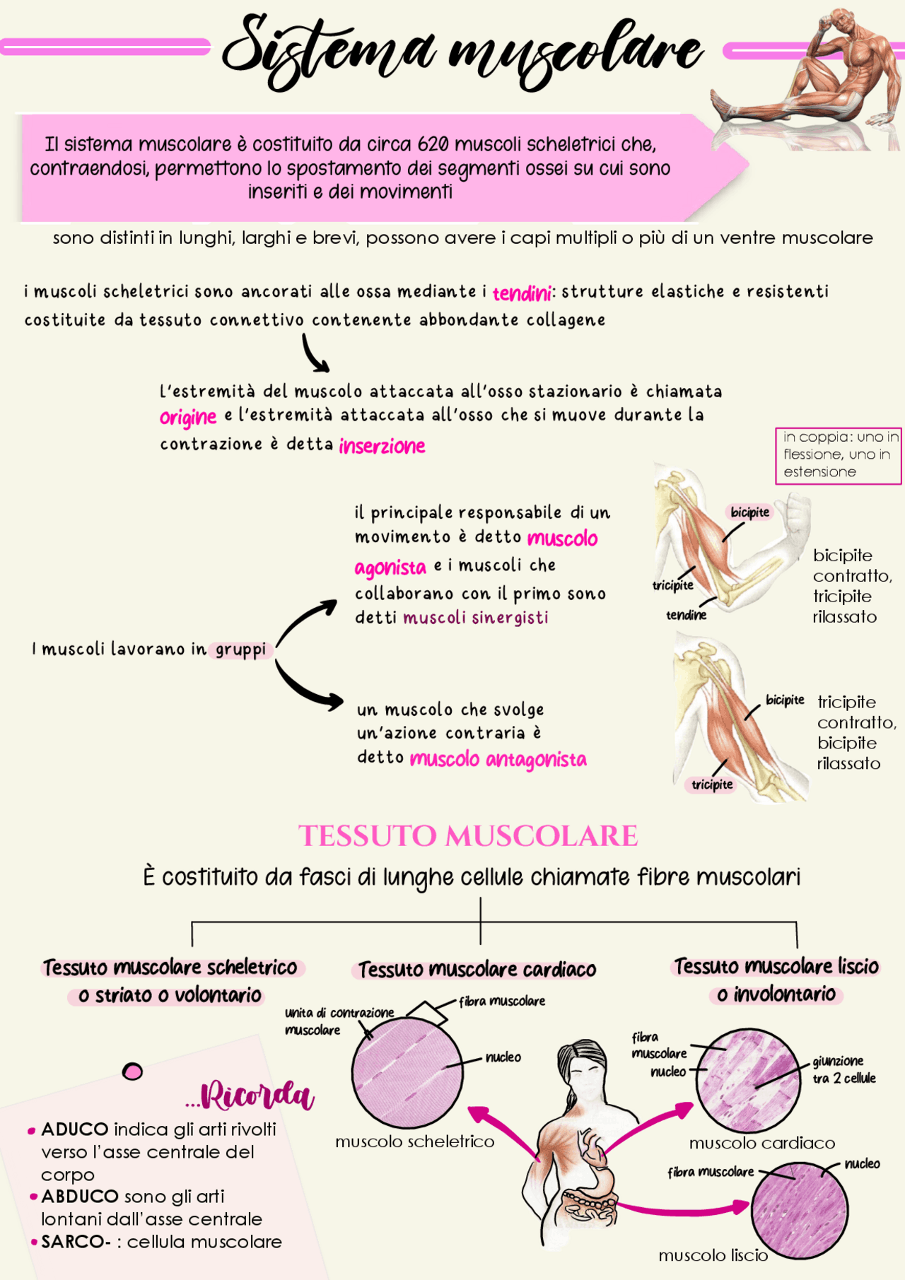 Il Sistema Muscolare Appunti Di Anatomia Docsity