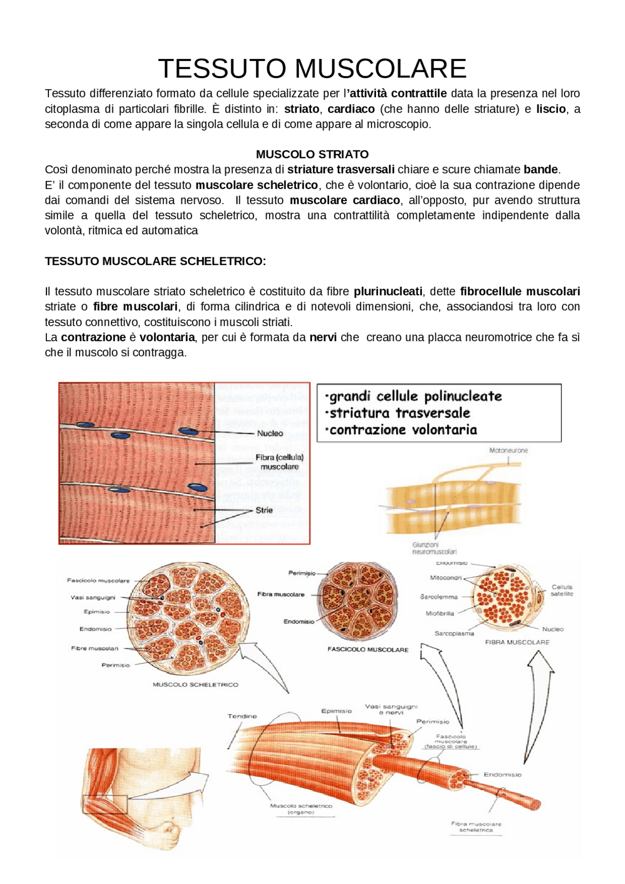 Striature Del Tessuto Muscolare Cardiaco Tessuto Muscolare