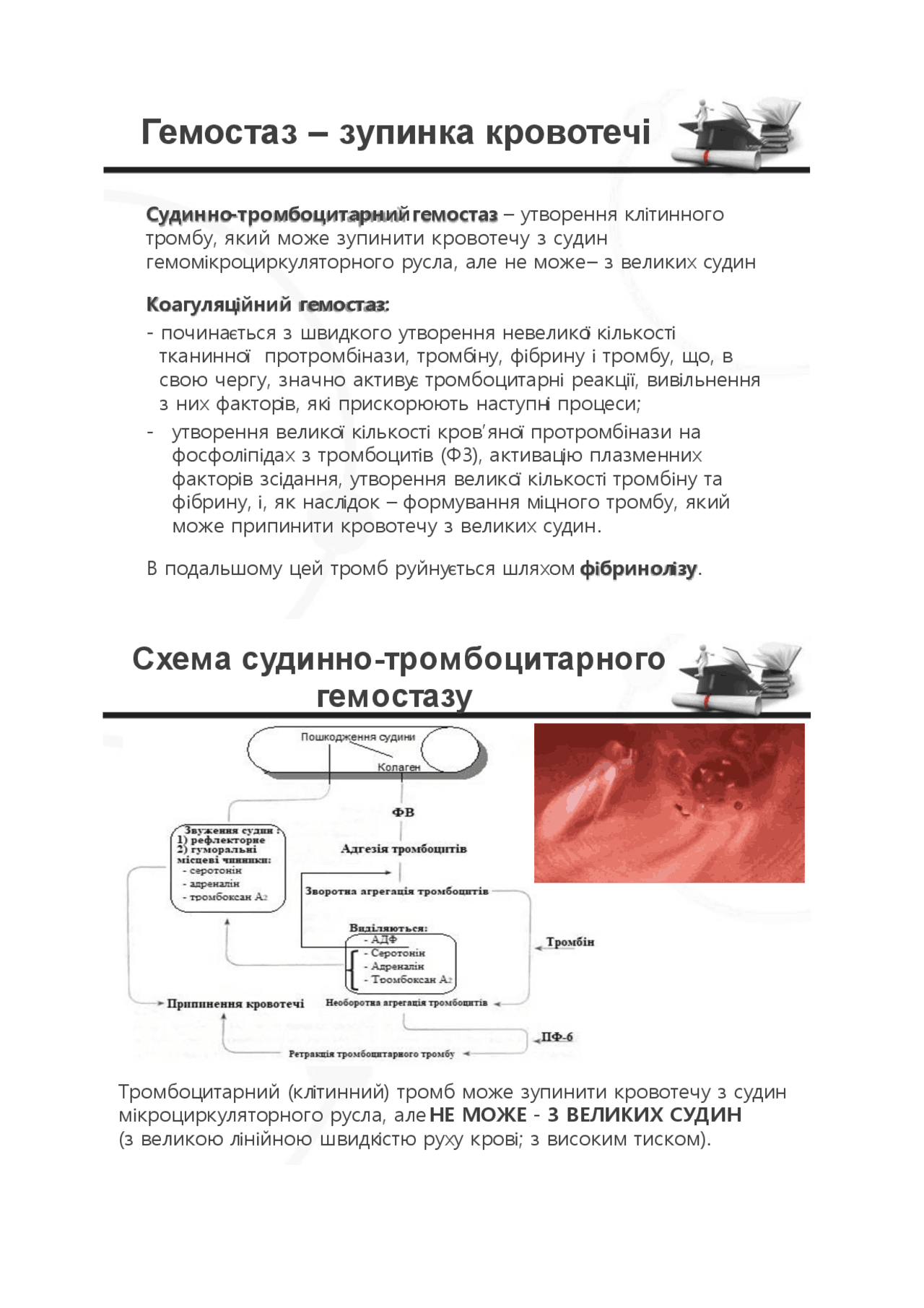 Фізіологічні особливості системи крові Конспекты лекций Медицина