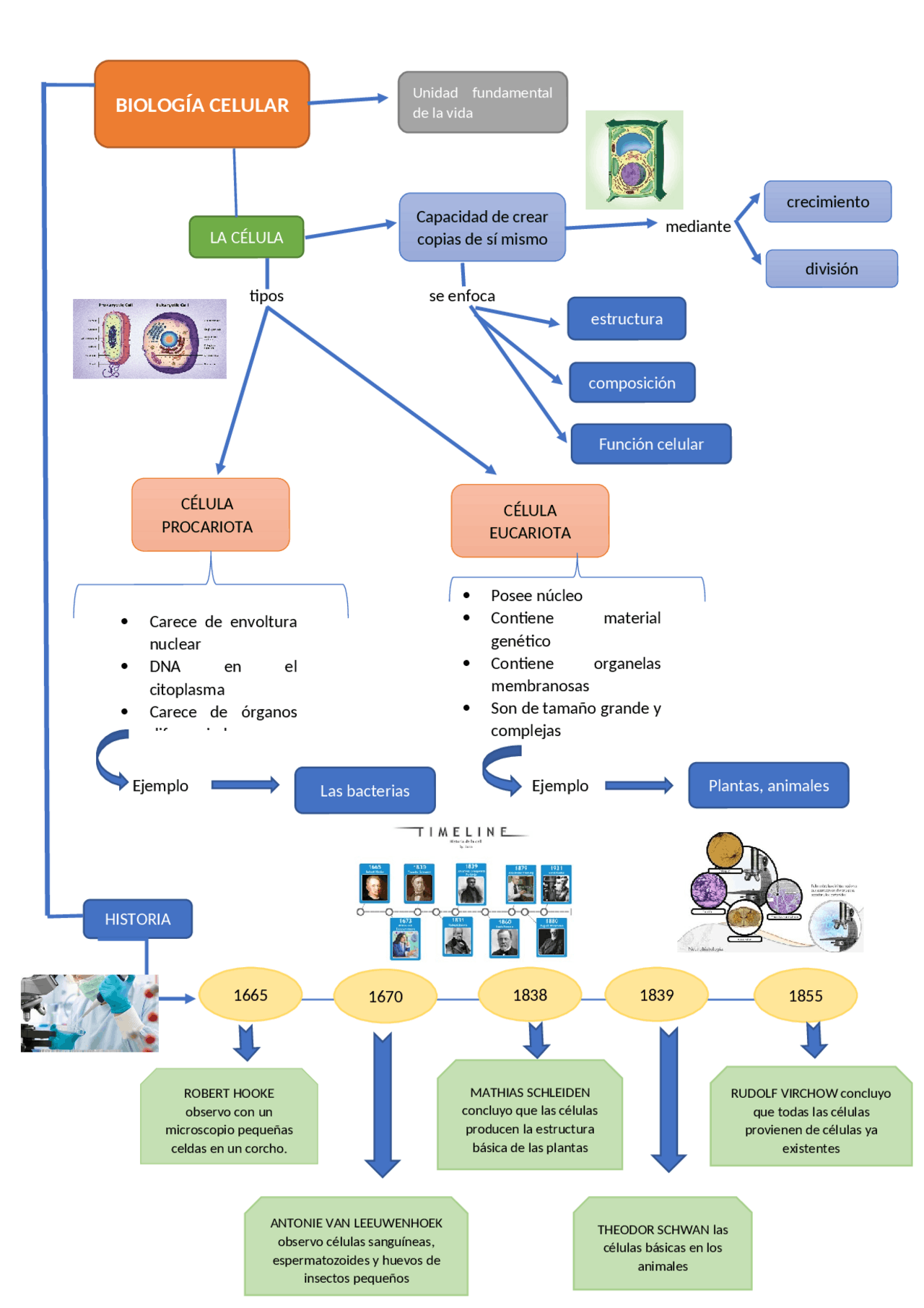Biología Celular Humana Apuntes De Biología Docsity