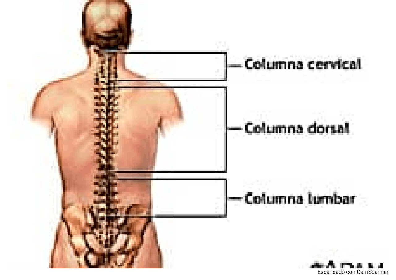 Anatomía Del Cuerpo Humano Apuntes De Anatomía Docsity