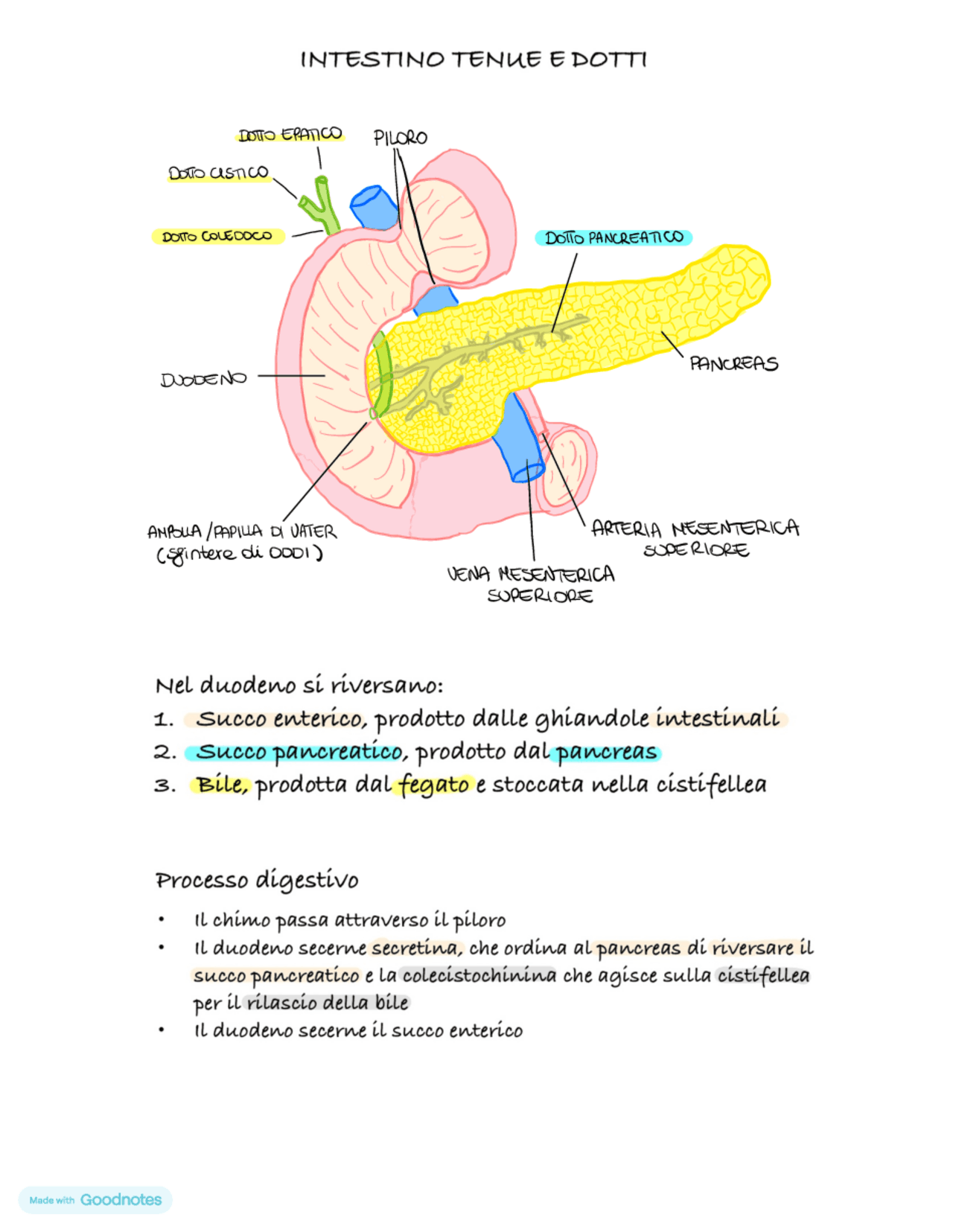 Duodeno e dotti - TOLC-MED | Schemi e mappe concettuali di Anatomia ...
