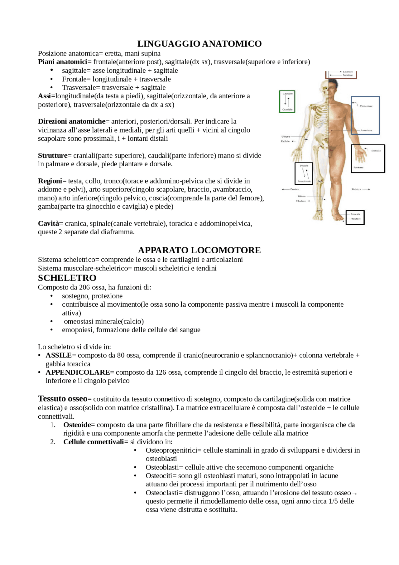 Anatomia umana, apparato locomotore e sistema nervoso | Schemi e mappe concettuali di Anatomia ...