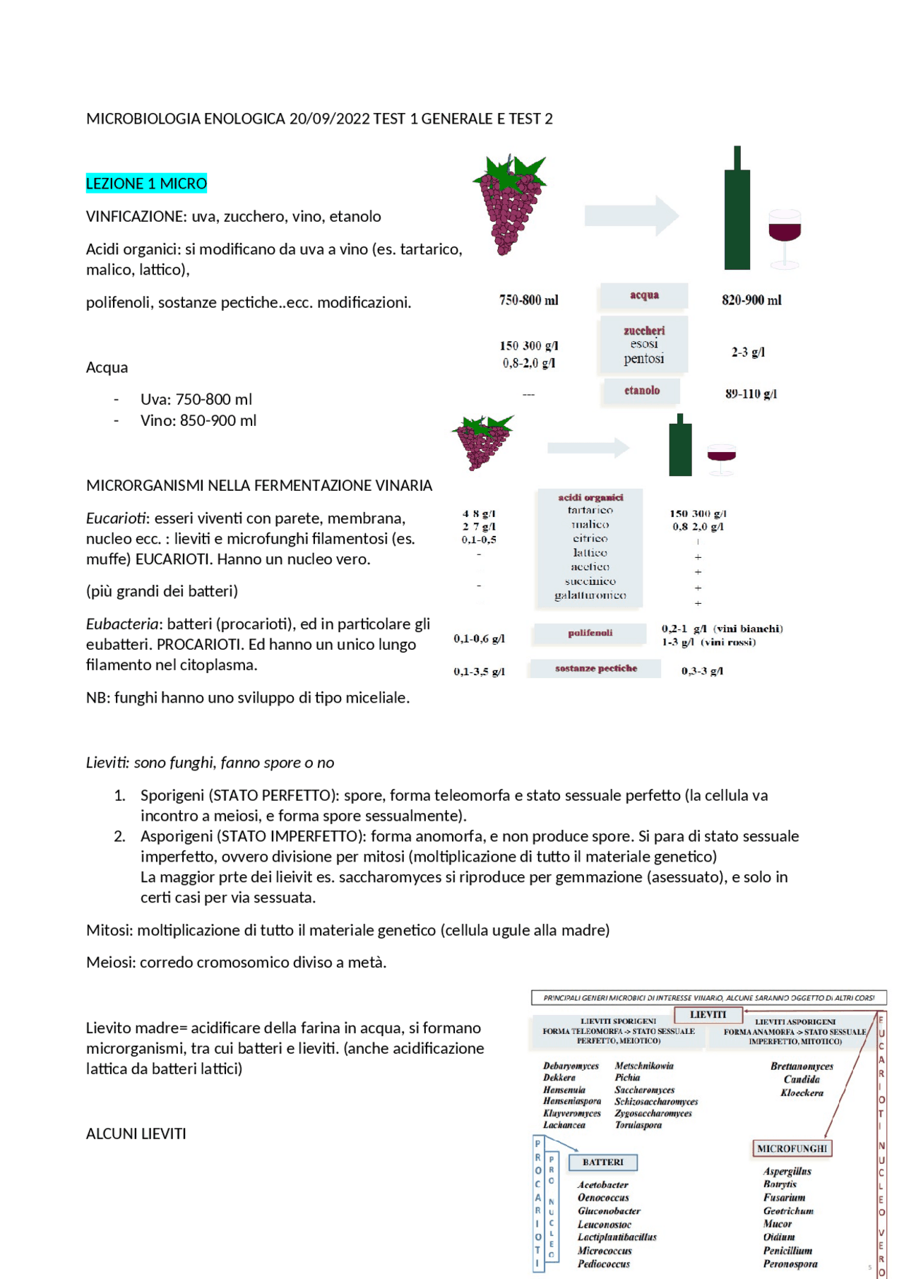 Appunti Microbiologia Enologica Appunti Di Microbiologia Docsity