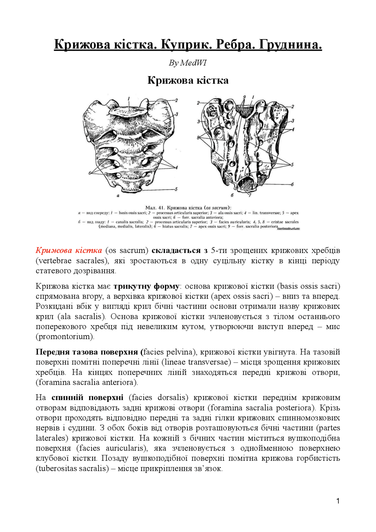 Підготовка до пари з анатомії Шпаргалки Анатомия Docsity