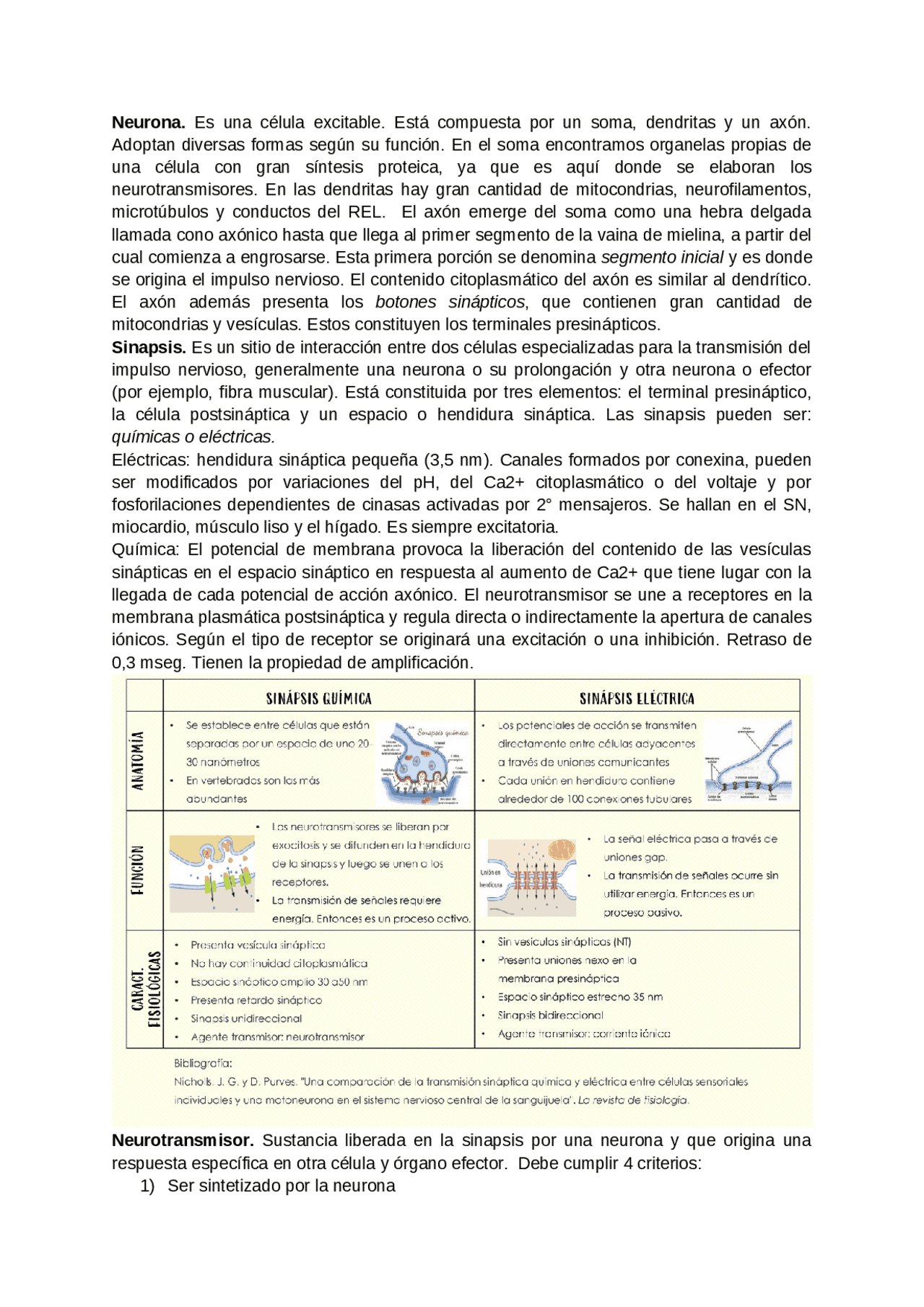 Principios Básicos Del Sistema Nervioso Resúmenes De Fisiología Docsity