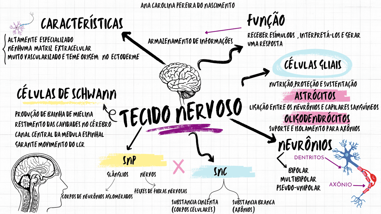 Mapa mental de histologia | Esquemas Histologia | Docsity