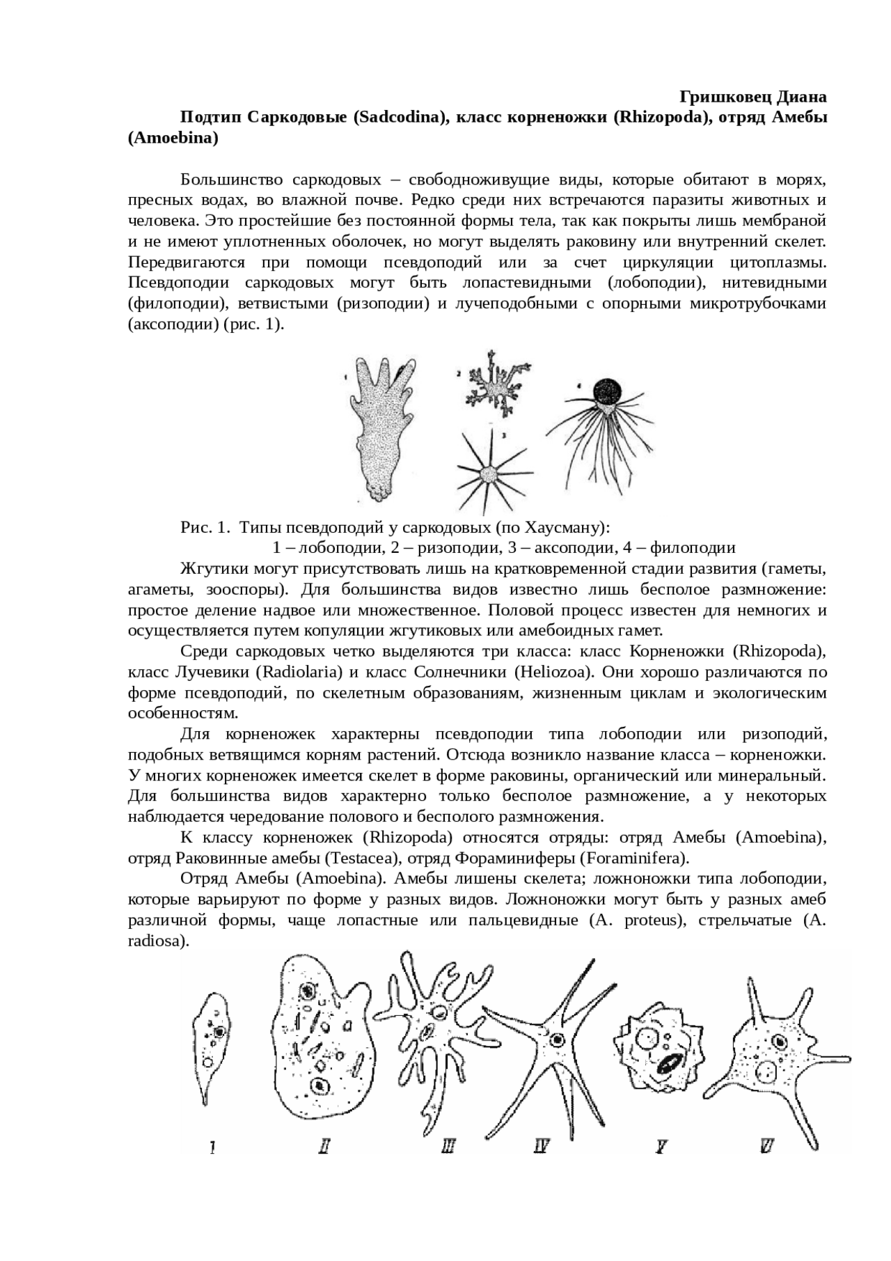 Класс Саркодовые реферат Шпаргалки Биология Docsity