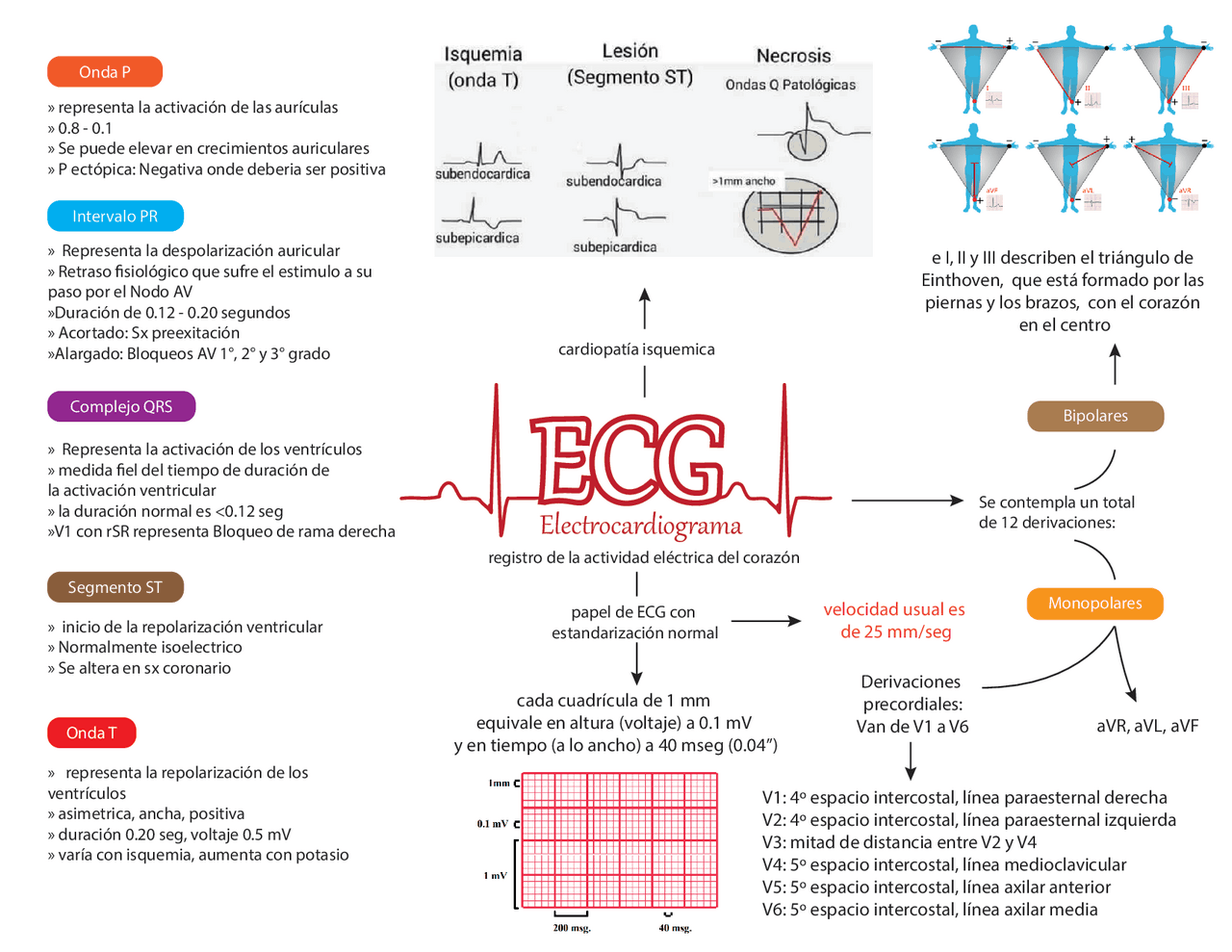 Electrocardiogrma mapa mental | Esquemas y mapas conceptuales de Cardiología | Docsity