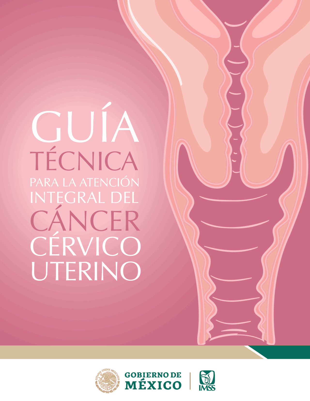 Guía De Cáncer Cervicouterino Apuntes De Anatomía Aplicada Docsity