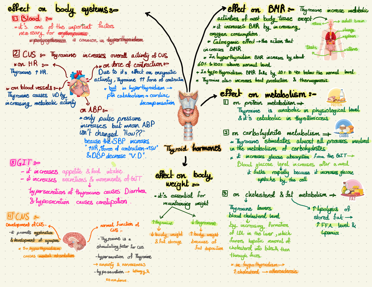 Mind map of thyroid hormone functions | Schemes and Mind Maps ...