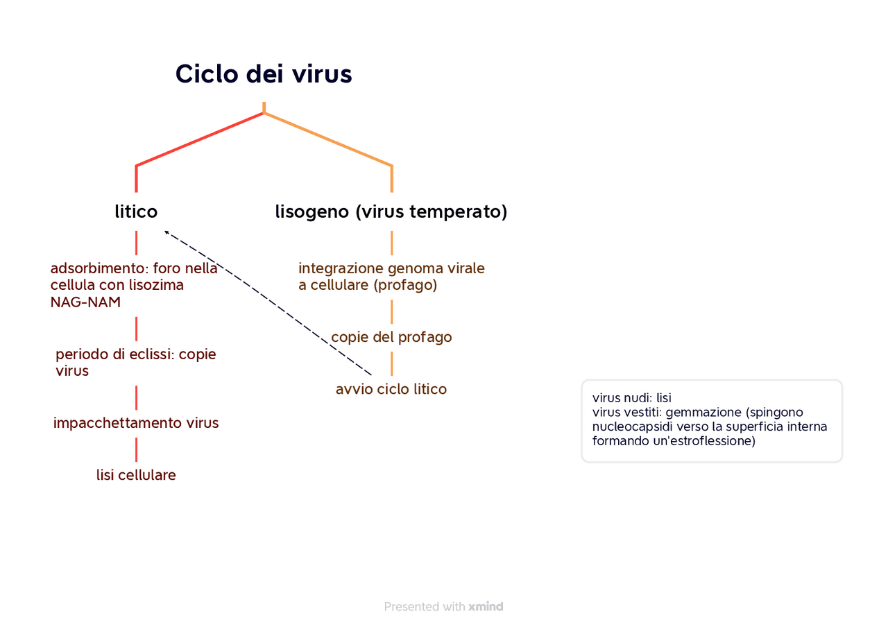 Ciclo litico e lisogeno dei virus. | Schemi e mappe concettuali di ...