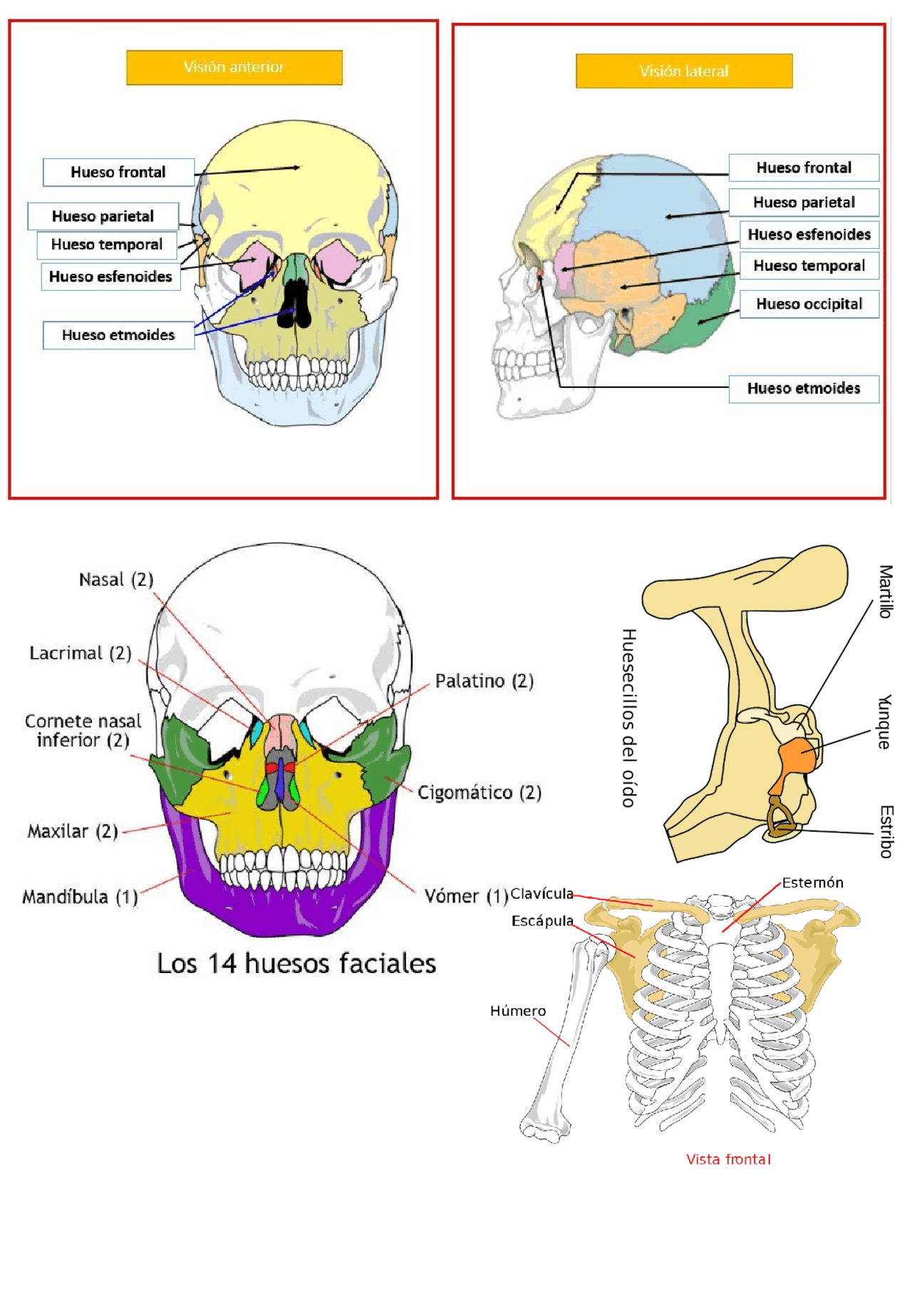 Huesos Del Cuerpo Humano Resúmenes De Anatomía Aplicada Docsity
