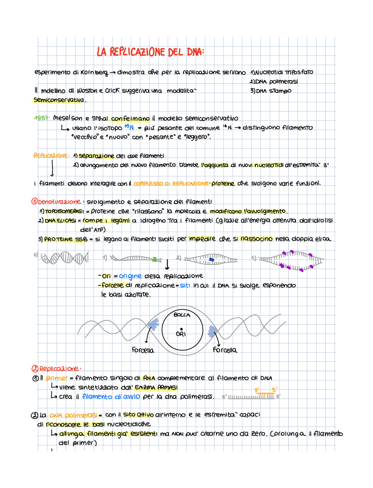 LA REPLICAZIONE DEL DNA | Schemi e mappe concettuali di Biologia | Docsity
