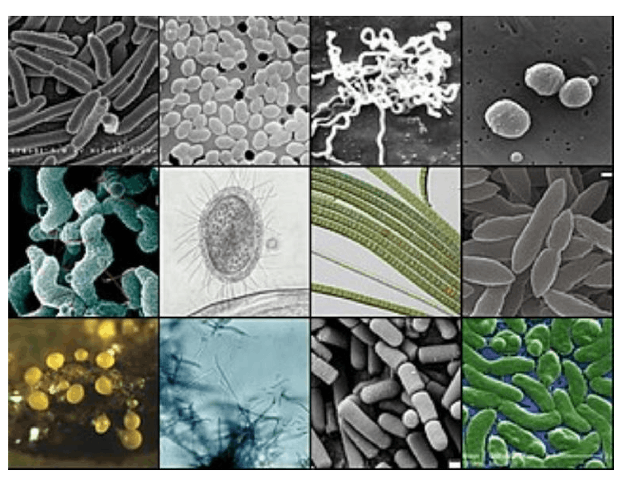 Tipos de bacterias, cocos, bacilos, espirilos y los subtipos de estas ...