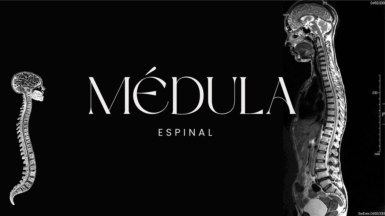 Médula Espinal Anatomia Humana Apuntes De Anatomía Docsity