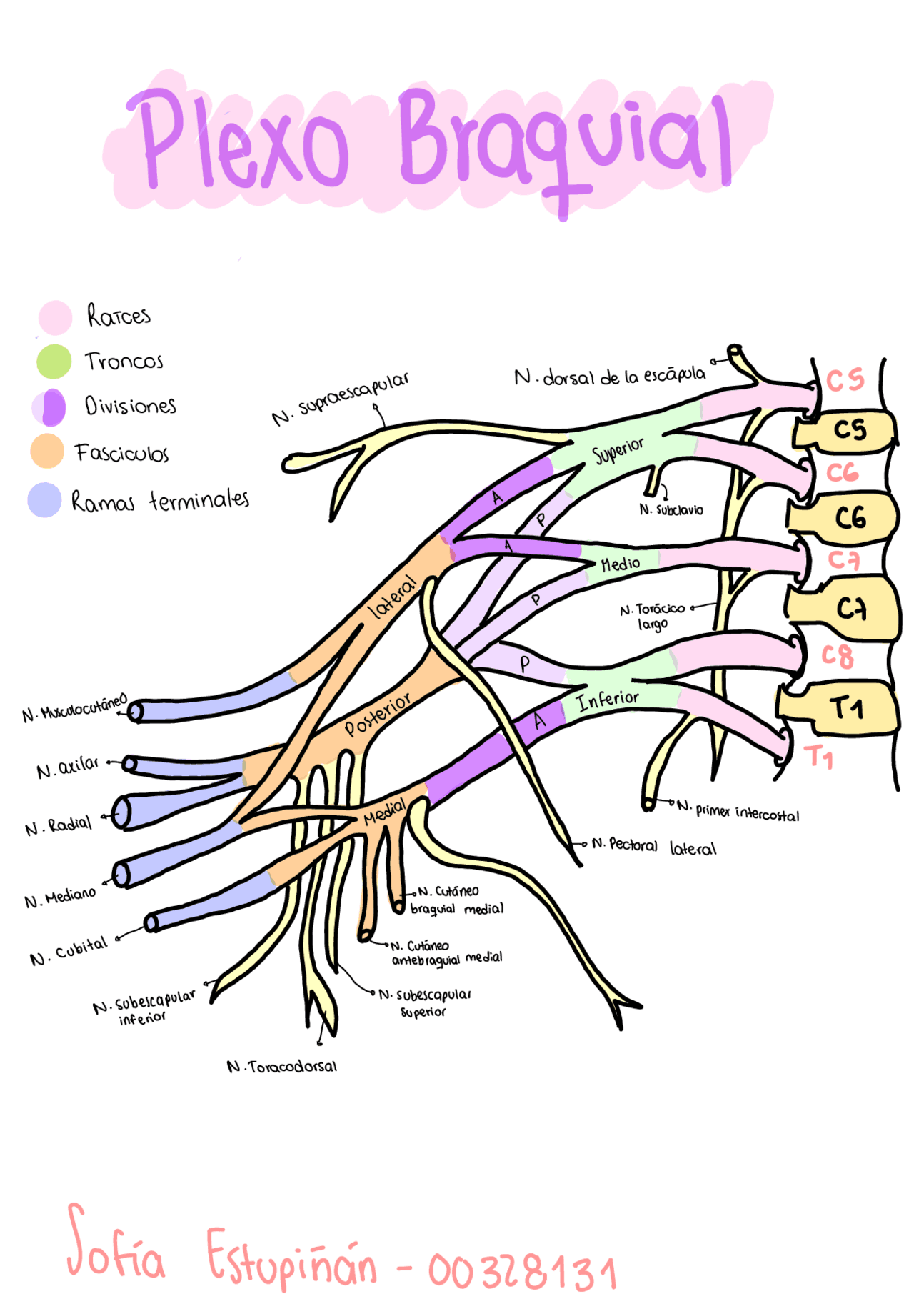 Plexos anatómicos miembros superior e inferior | Esquemas y mapas ...