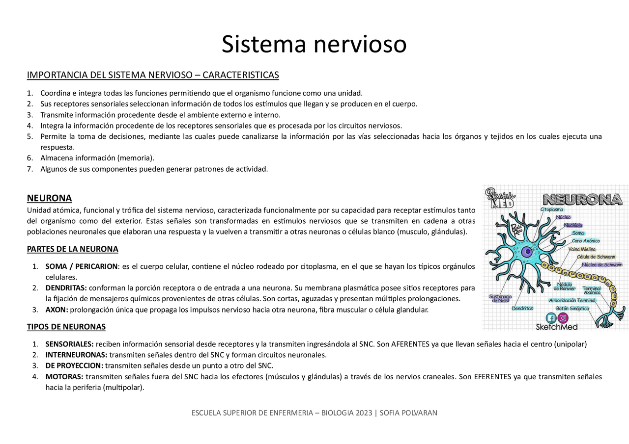 Resumen De Sistema Nervioso Resúmenes De Biología Docsity