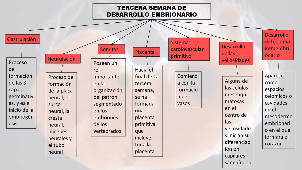 Tercera semana embrionaria | Esquemas y mapas conceptuales de Embriología | Docsity