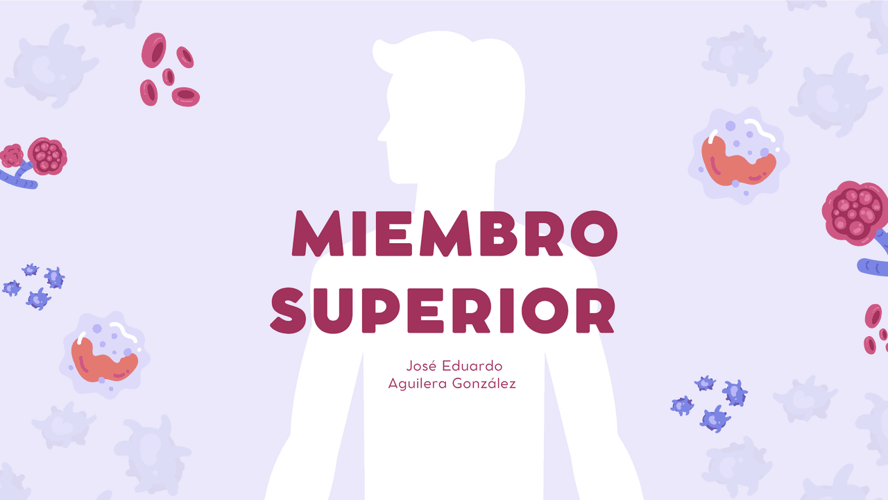Exposición De Anatomía Apuntes De Anatomía Docsity
