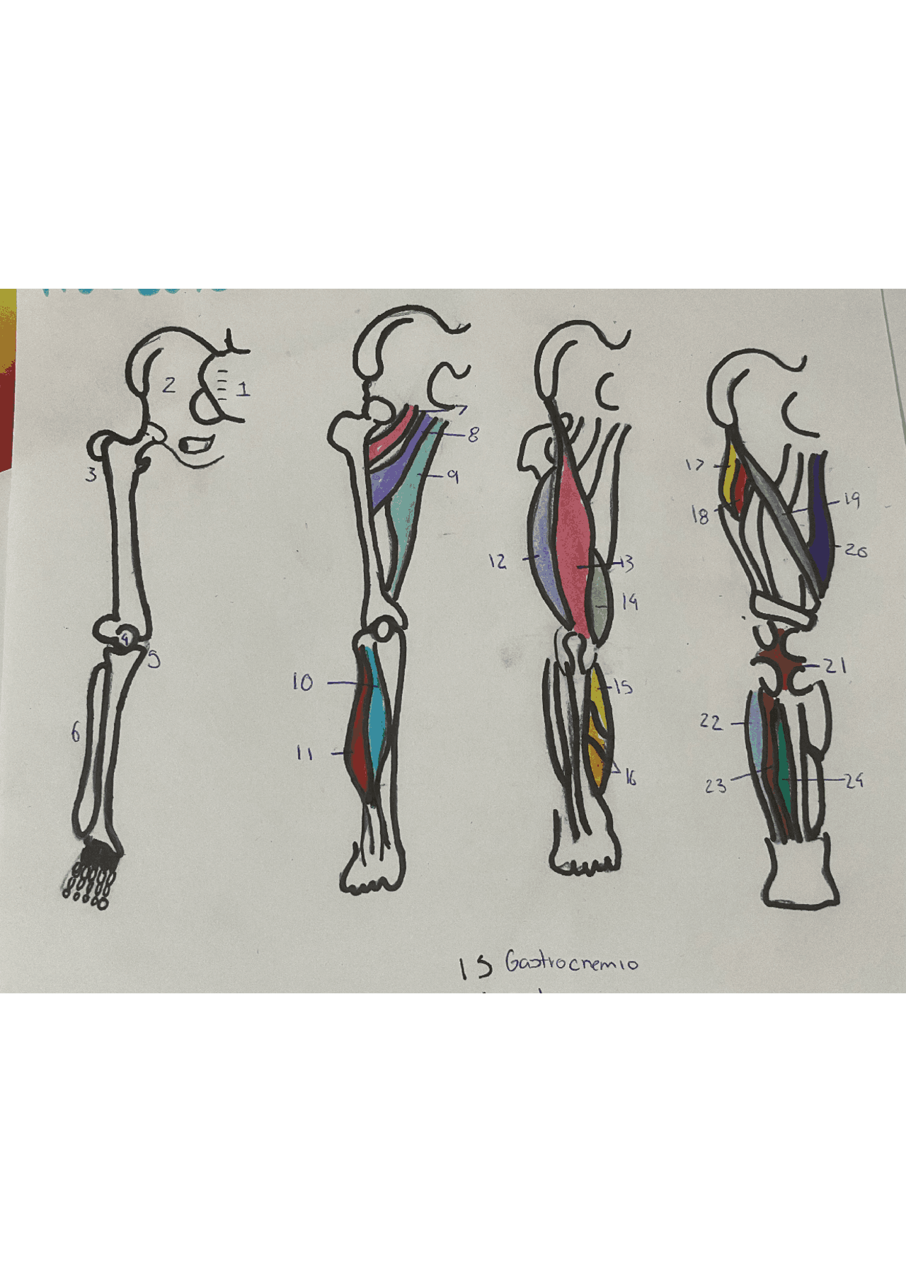 Músculos Del Miembro Inferior Apuntes De Anatomía Docsity