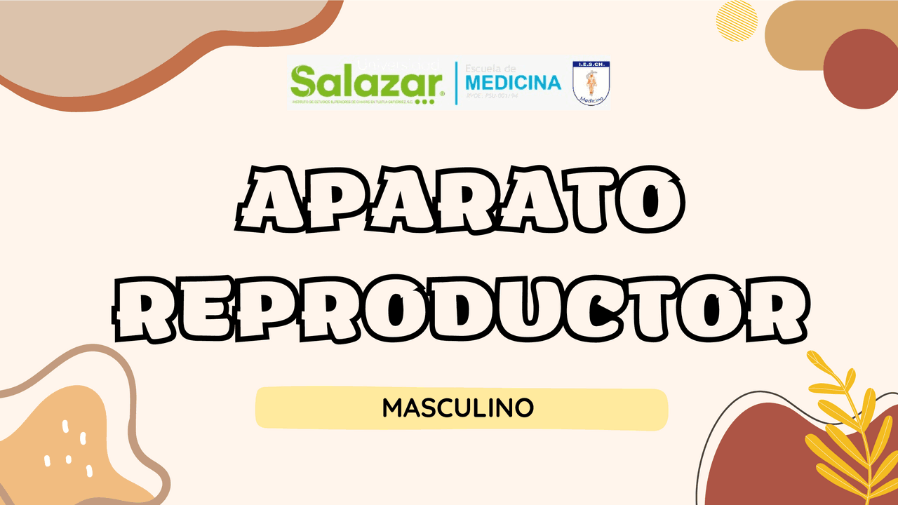 Aparato Reproductor Masculino Diapositivas De Anatomía Docsity