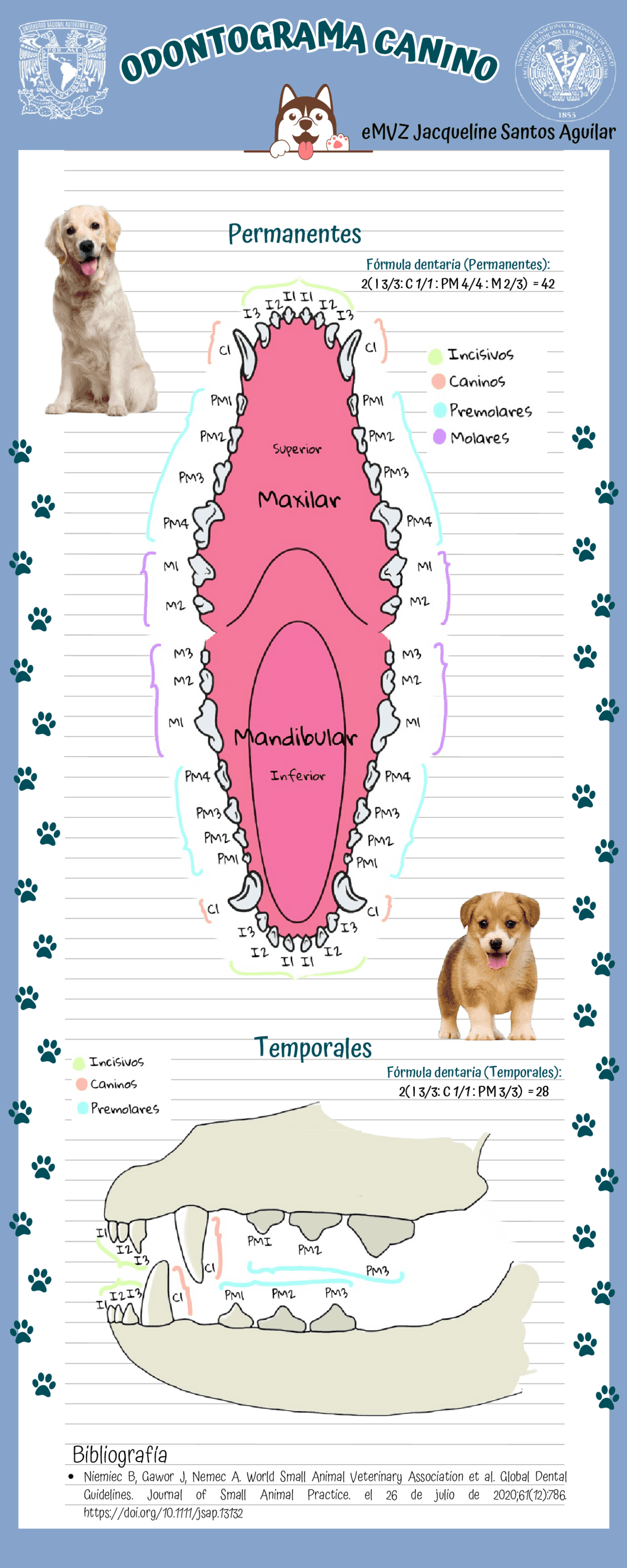 Fórmula dentaria perro y gato | Esquemas y mapas conceptuales de ...