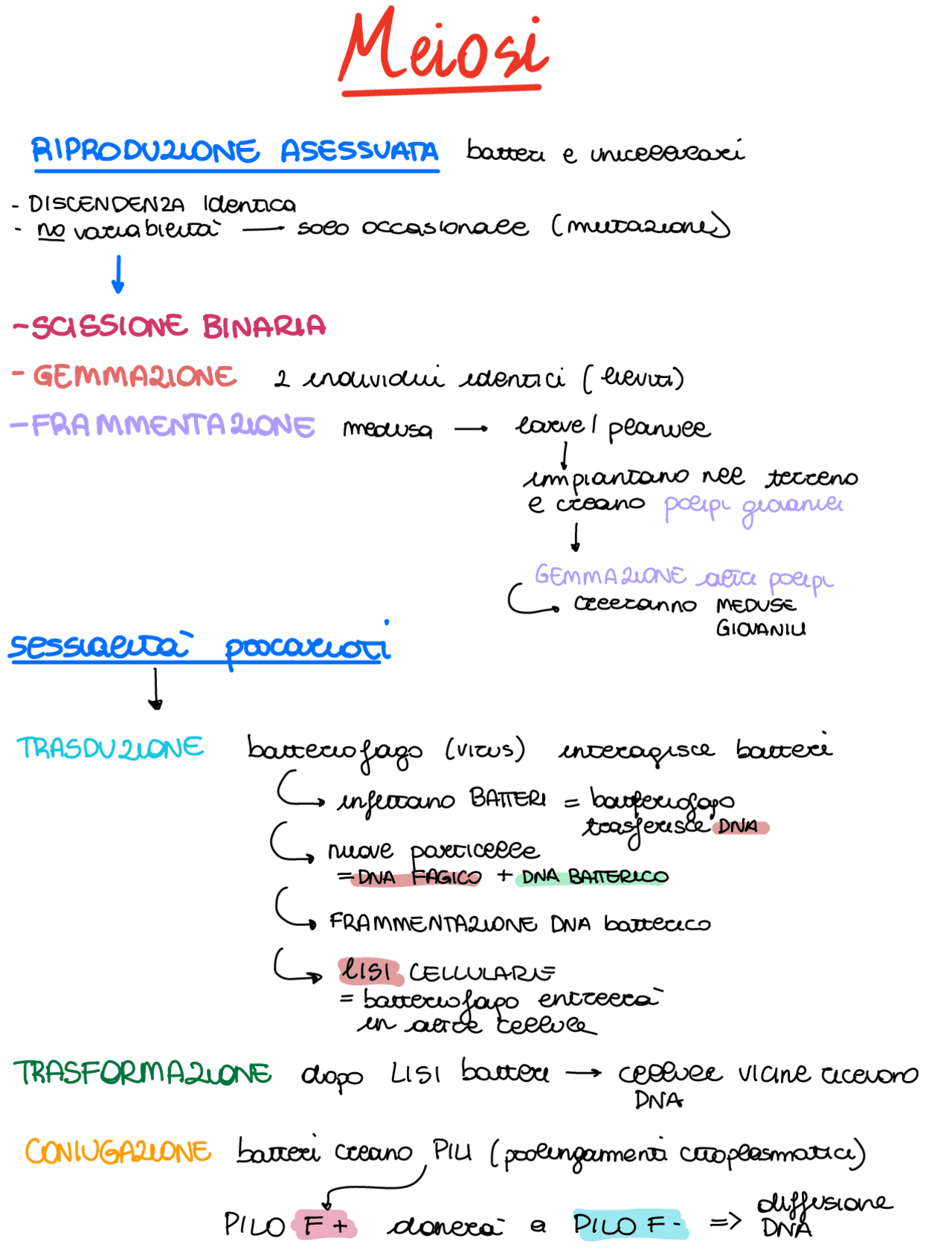 Meiosi Schema Completo Di Tutte Le Fasi Schemi E Mappe Concettuali