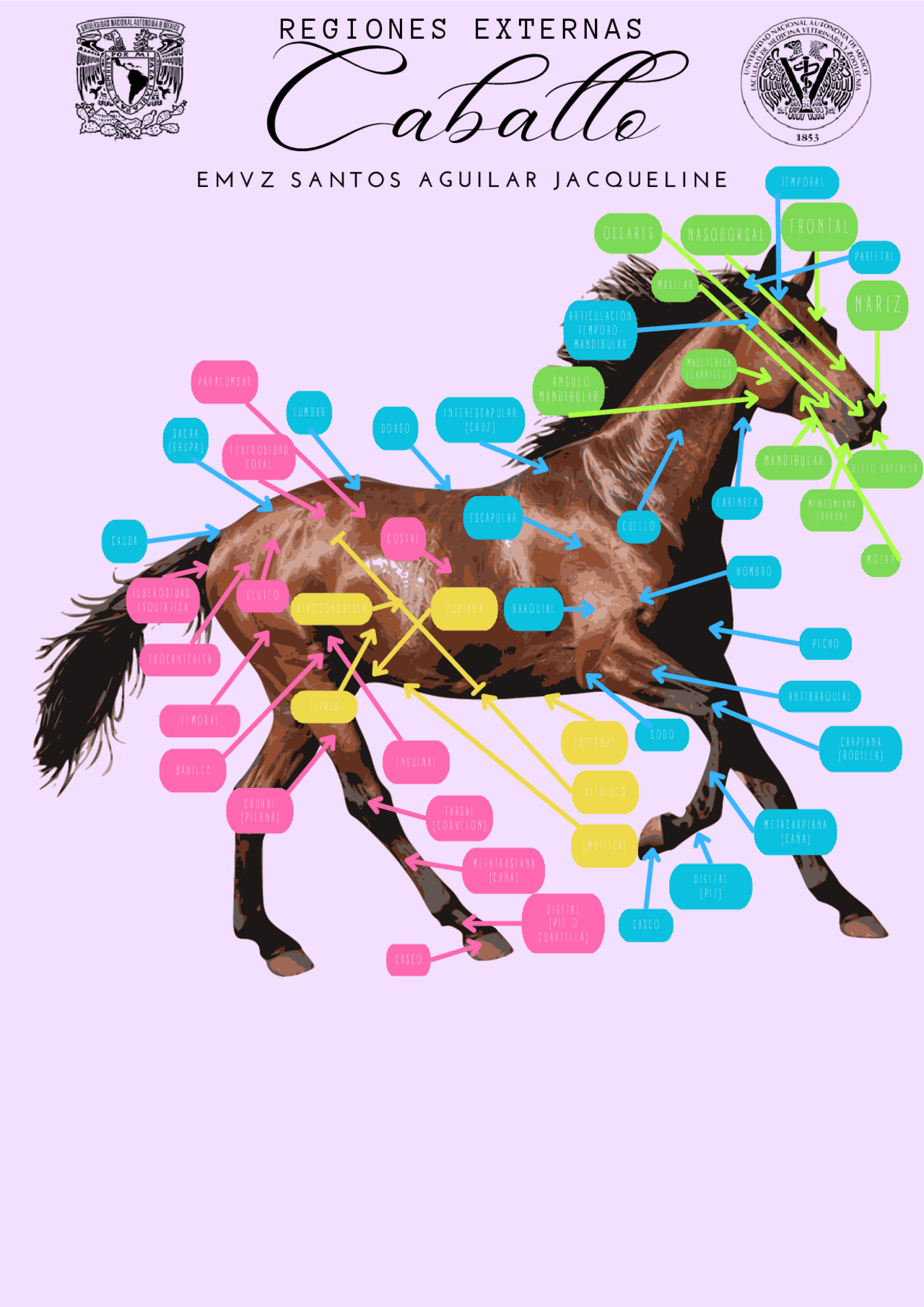 Regiones externas del caballo | Esquemas y mapas conceptuales de Radiología | Docsity