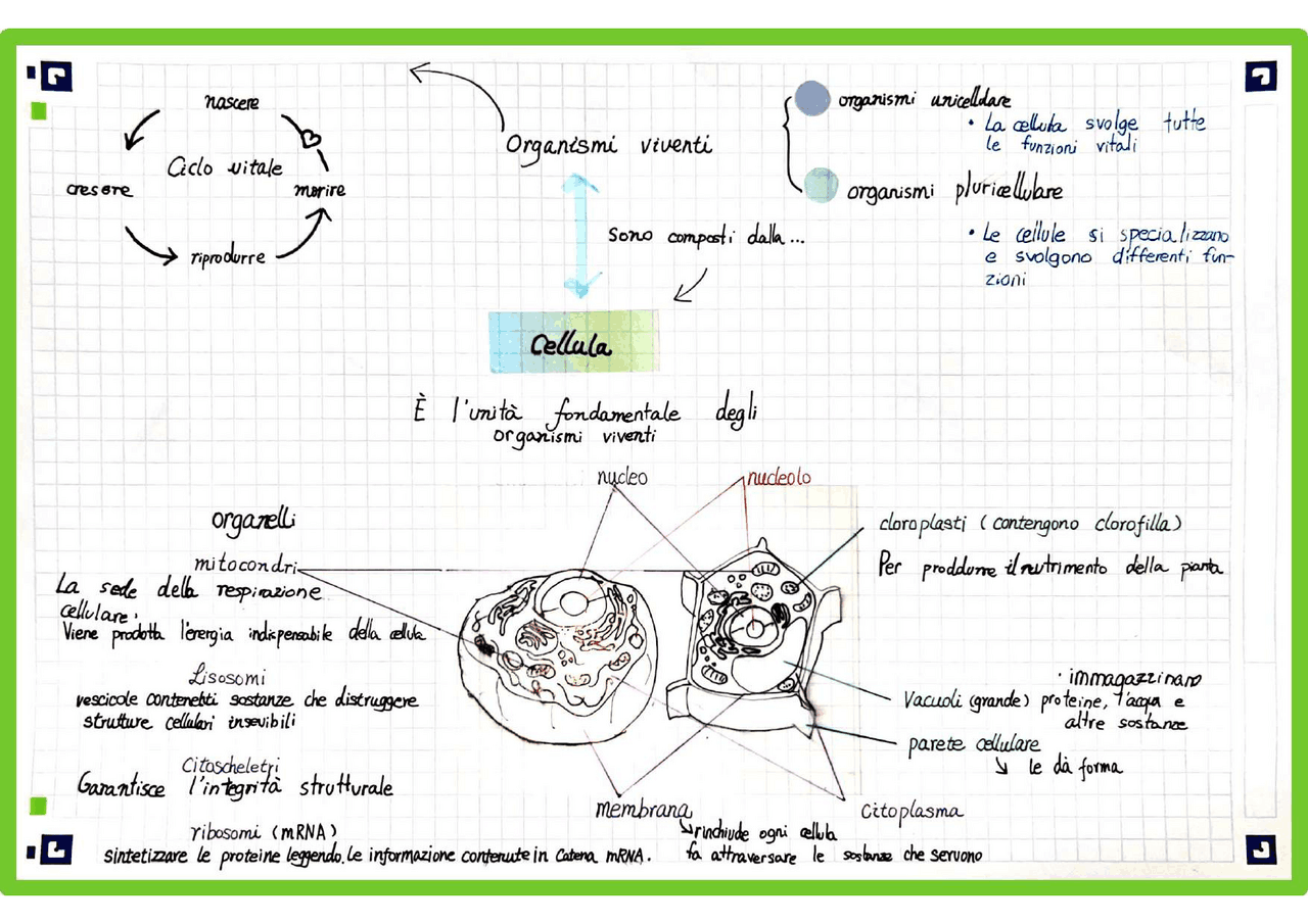 Cellula Elementare Classe 4 Schemi E Mappe Concettuali Di Scienze