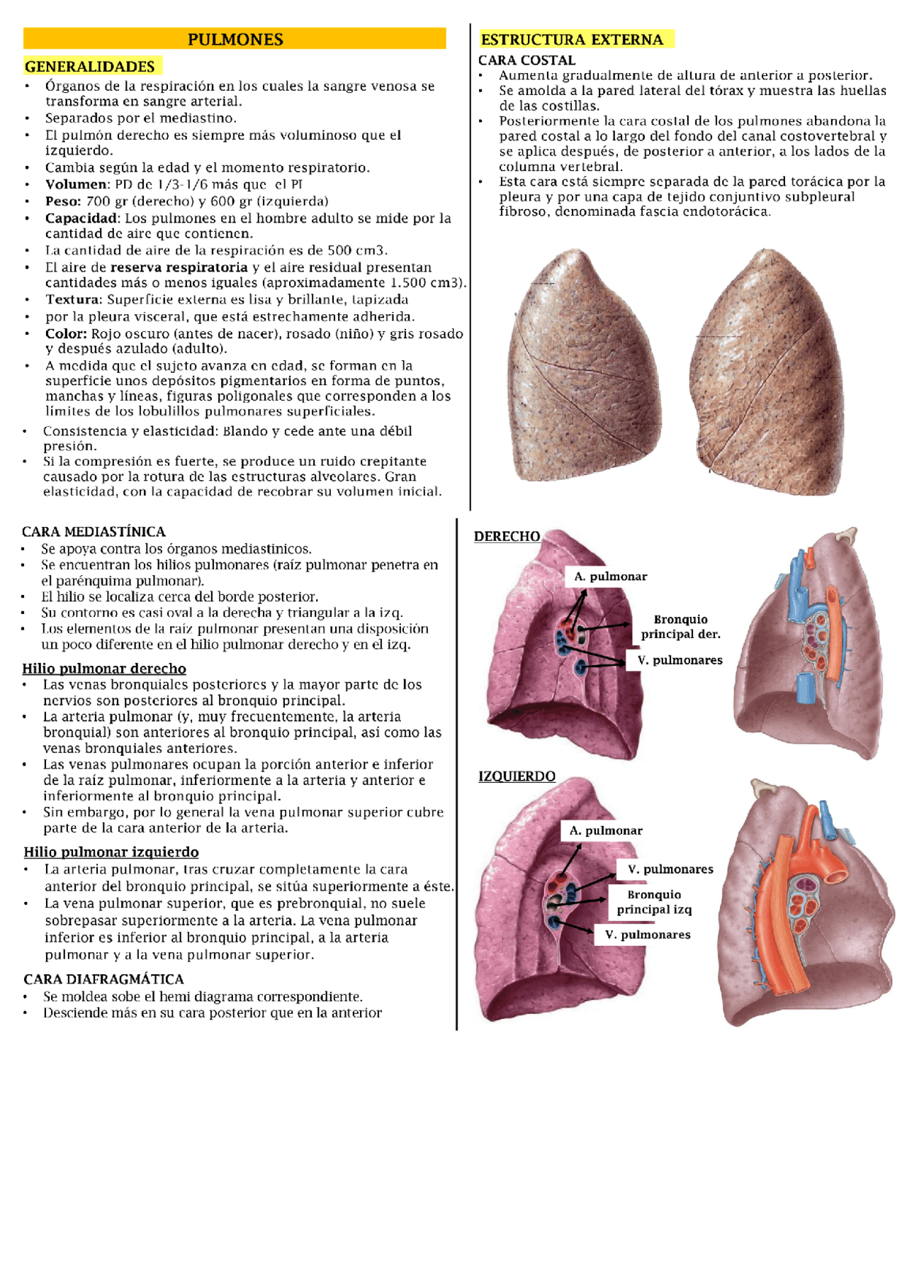 Anatomia de los pulmones | Resúmenes de Anatomía | Docsity