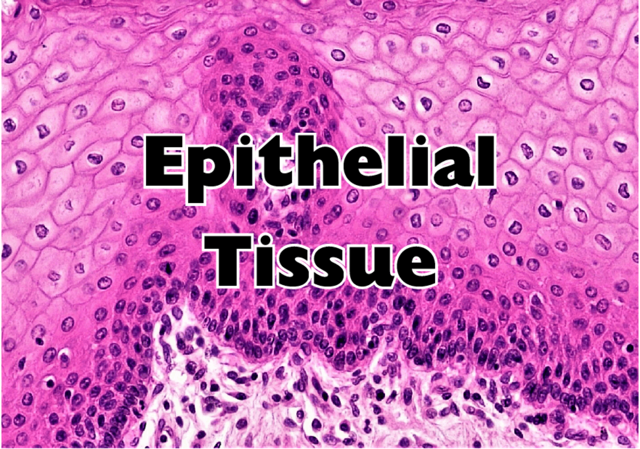 Zool Tissue, tissue and tissue | Lecture notes Zoology | Docsity