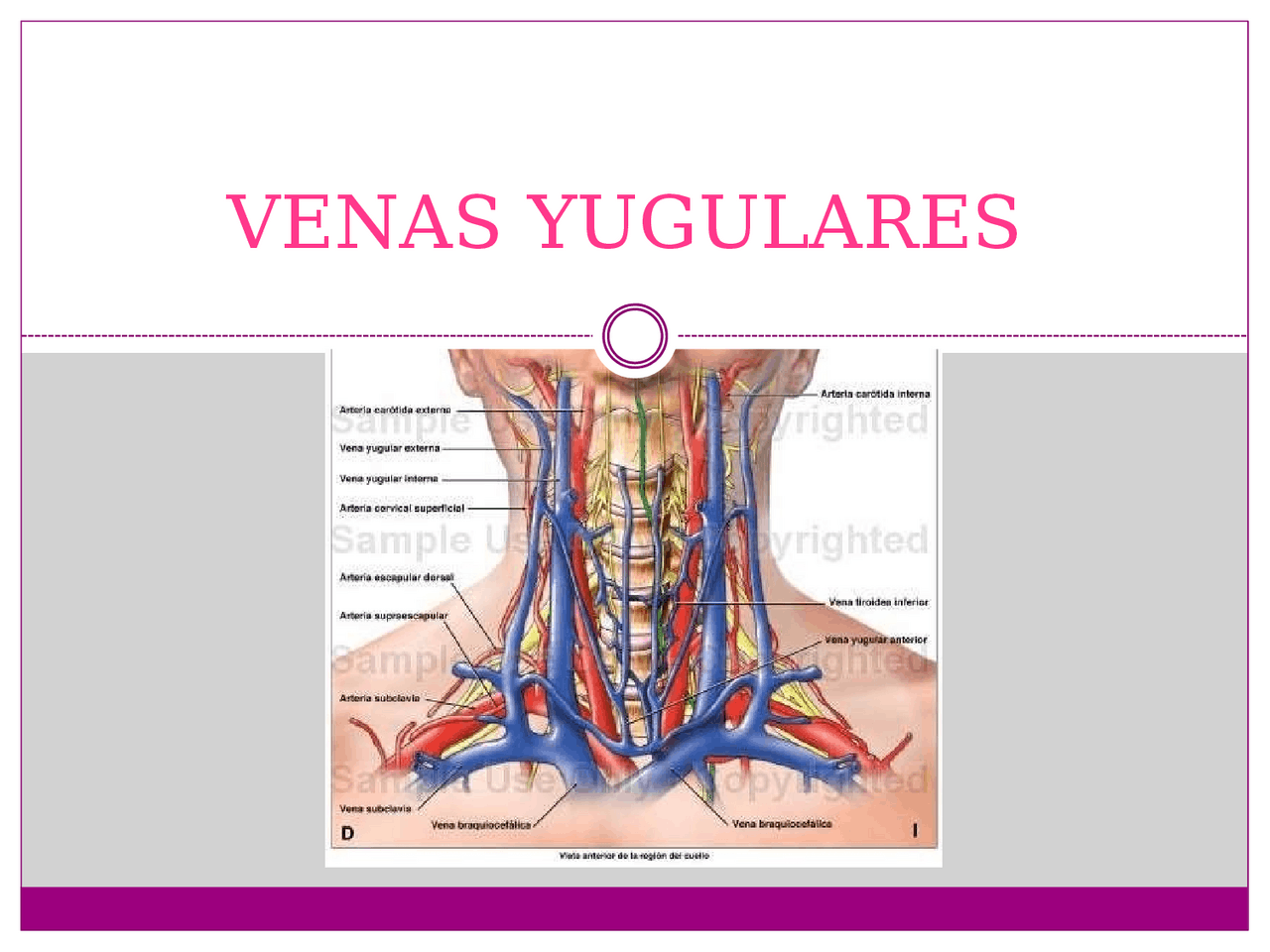 Anatomía De La Vena Yugular Sistema Venoso | Sistemas | Aula De
