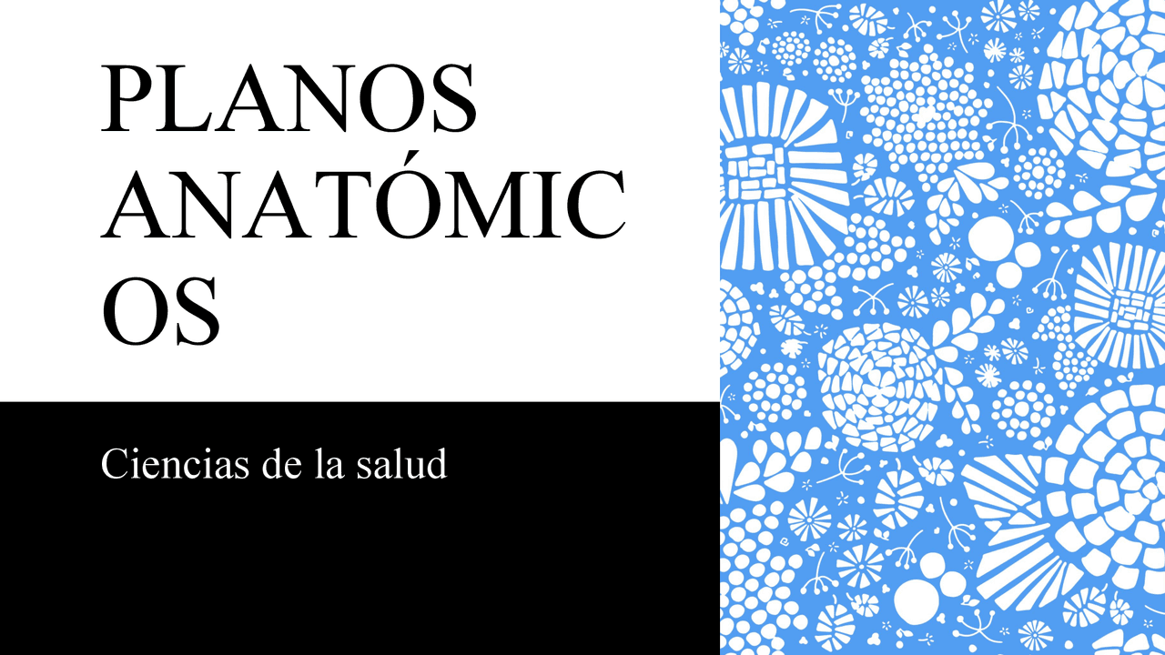 Planos Anatómicos Humanos Diapositivas De Anatomía Aplicada Docsity