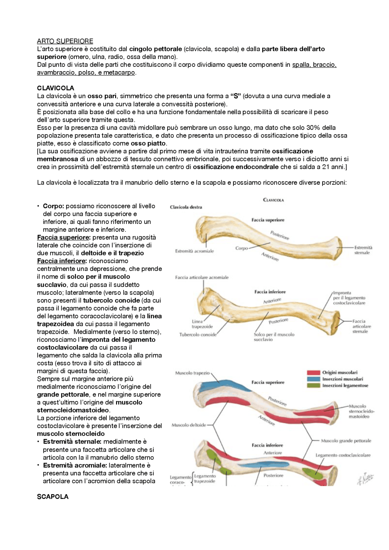 Anatomia I Arto Superiore Sintesi Del Corso Di Anatomia I Docsity