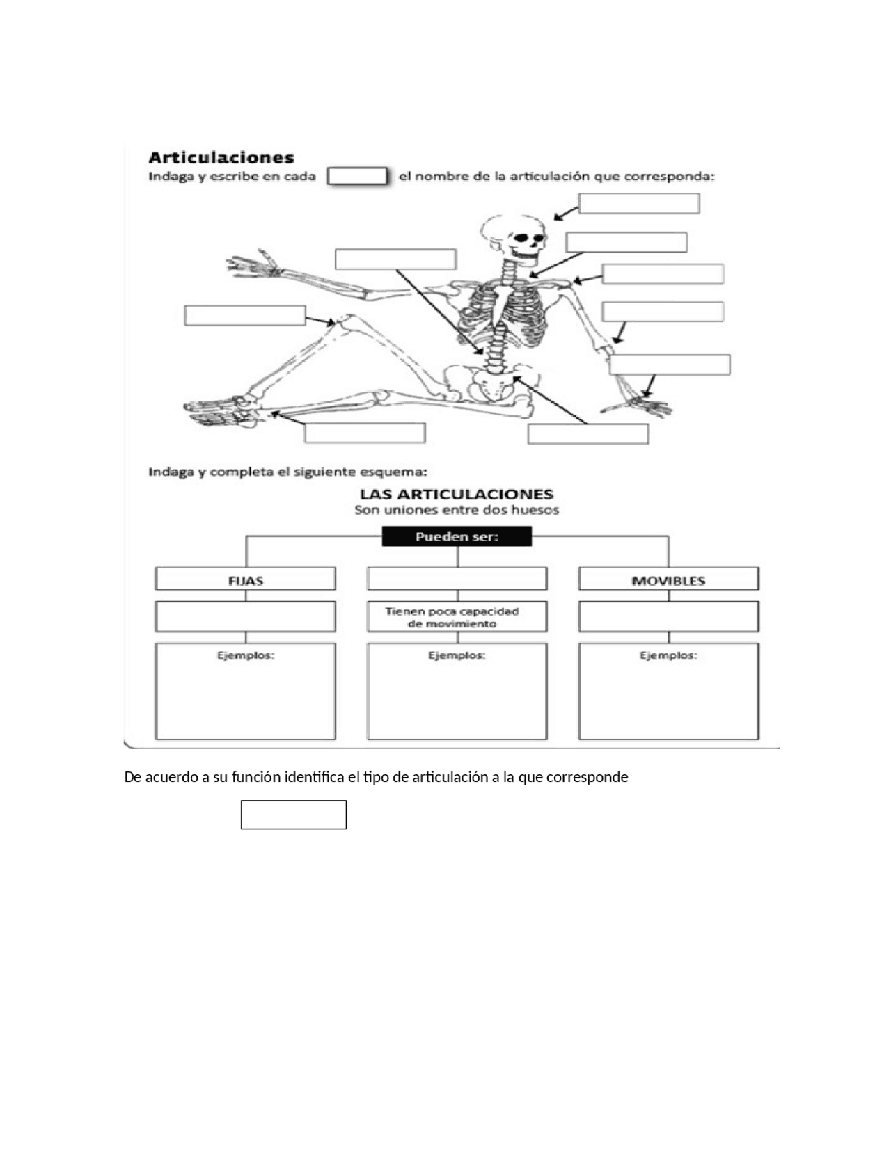 Articulaciones Del Cuerpo Humano Apuntes De Biología Docsity