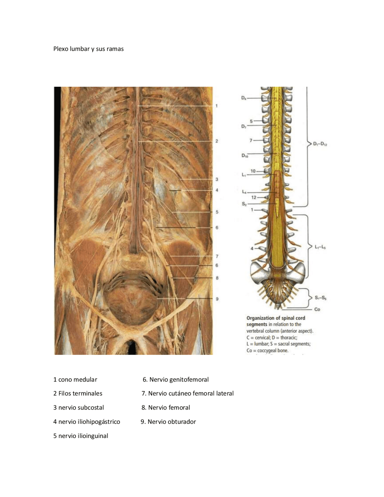 Anatomía Del Nervio Ilioinguinal