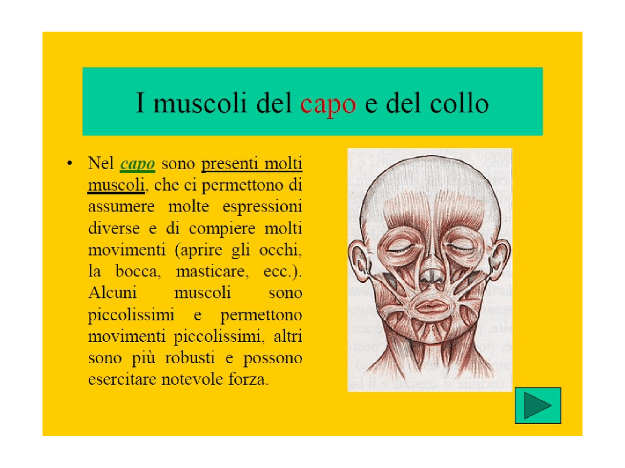 I muscoli e la loro struttura | Appunti di Anatomia | Docsity