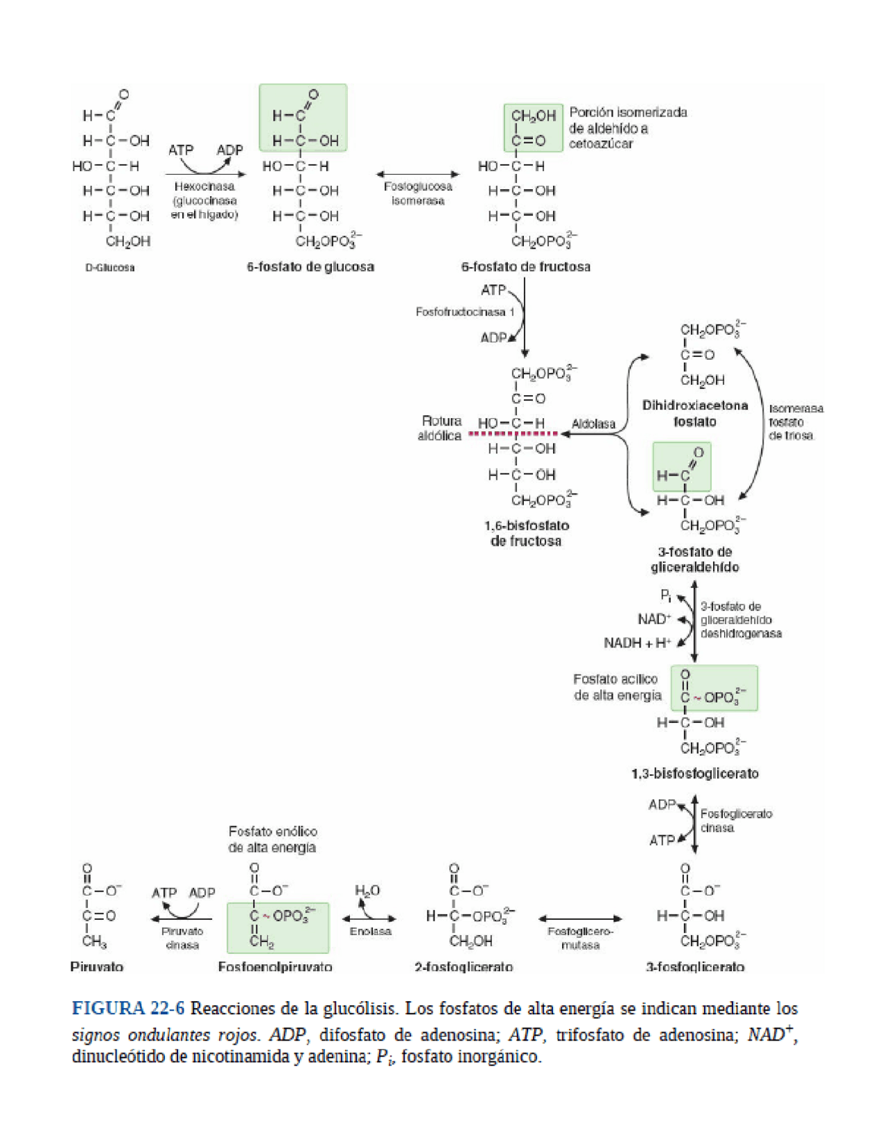 Glucolisis en el metabolismo intermediario | Esquemas y mapas conceptuales de Bioquímica Médica ...