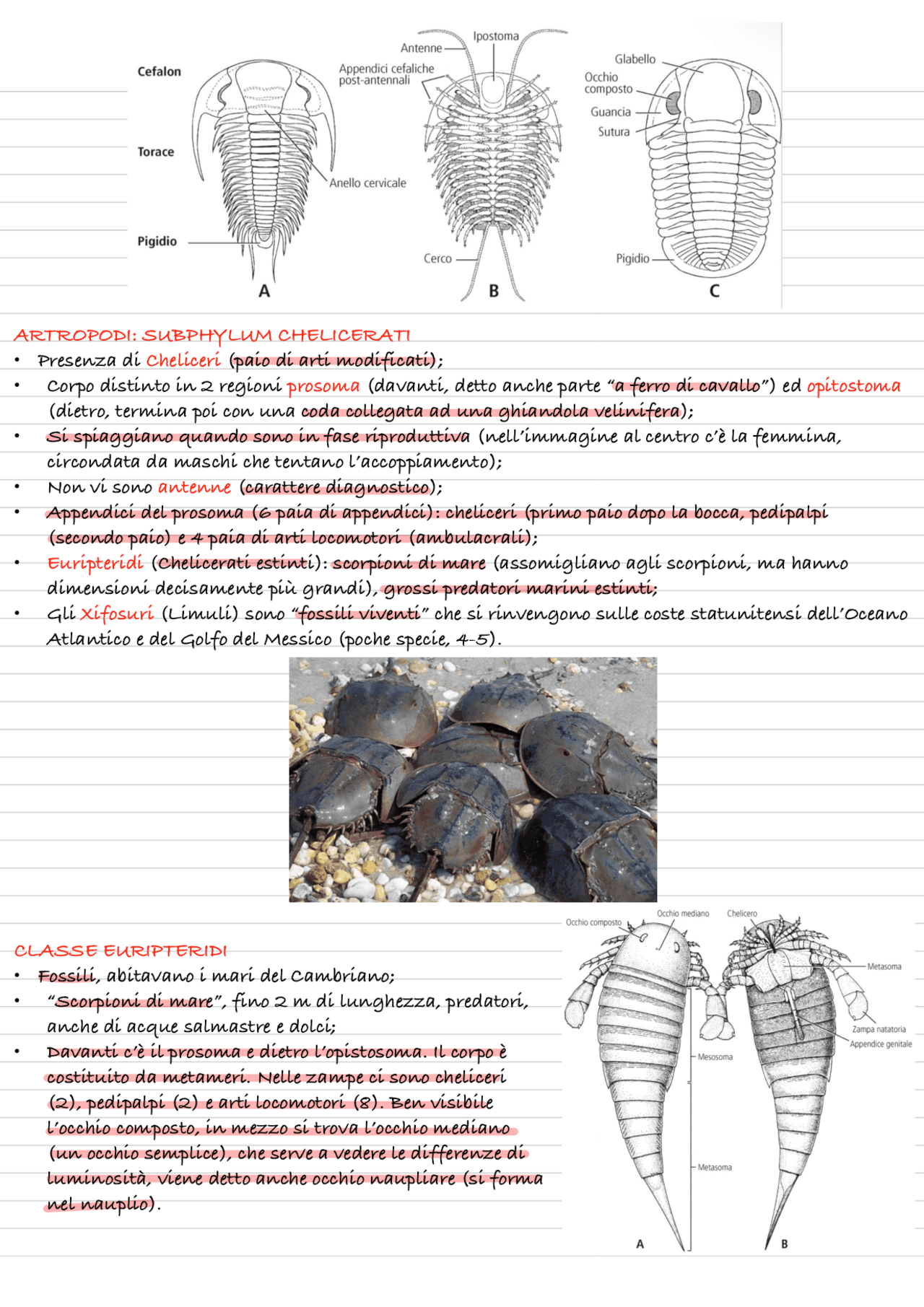 Appunti spiegati de "Invertebrati celomati" (2) | Appunti di Zoologia ...